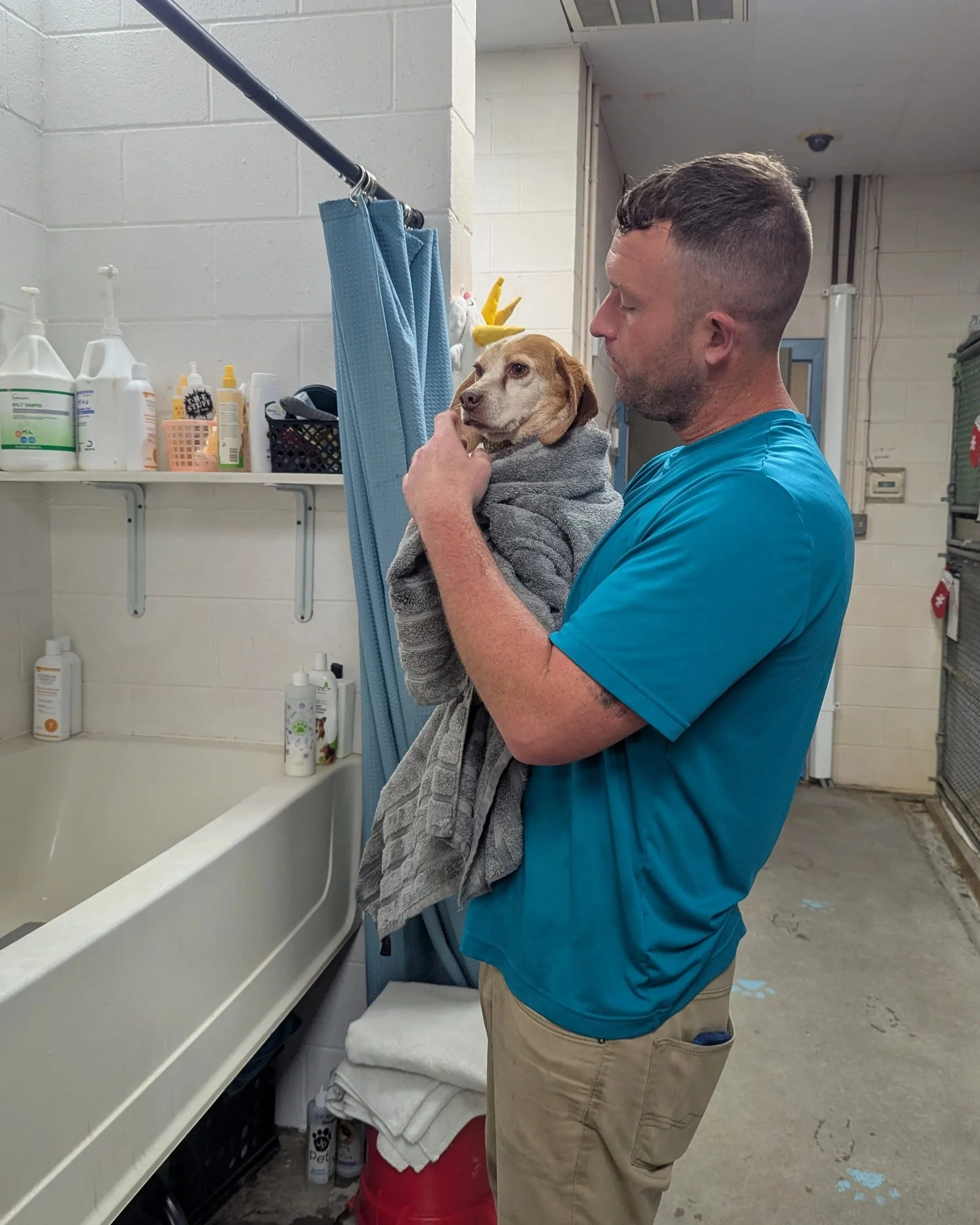 About Richmond Animal League | Animal Shelter in Richmond — Richmond ...