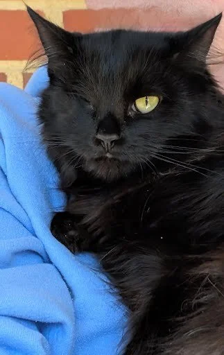 Understanding FIP in Cats: Symptoms, Treatment, and Hope — Richmond ...