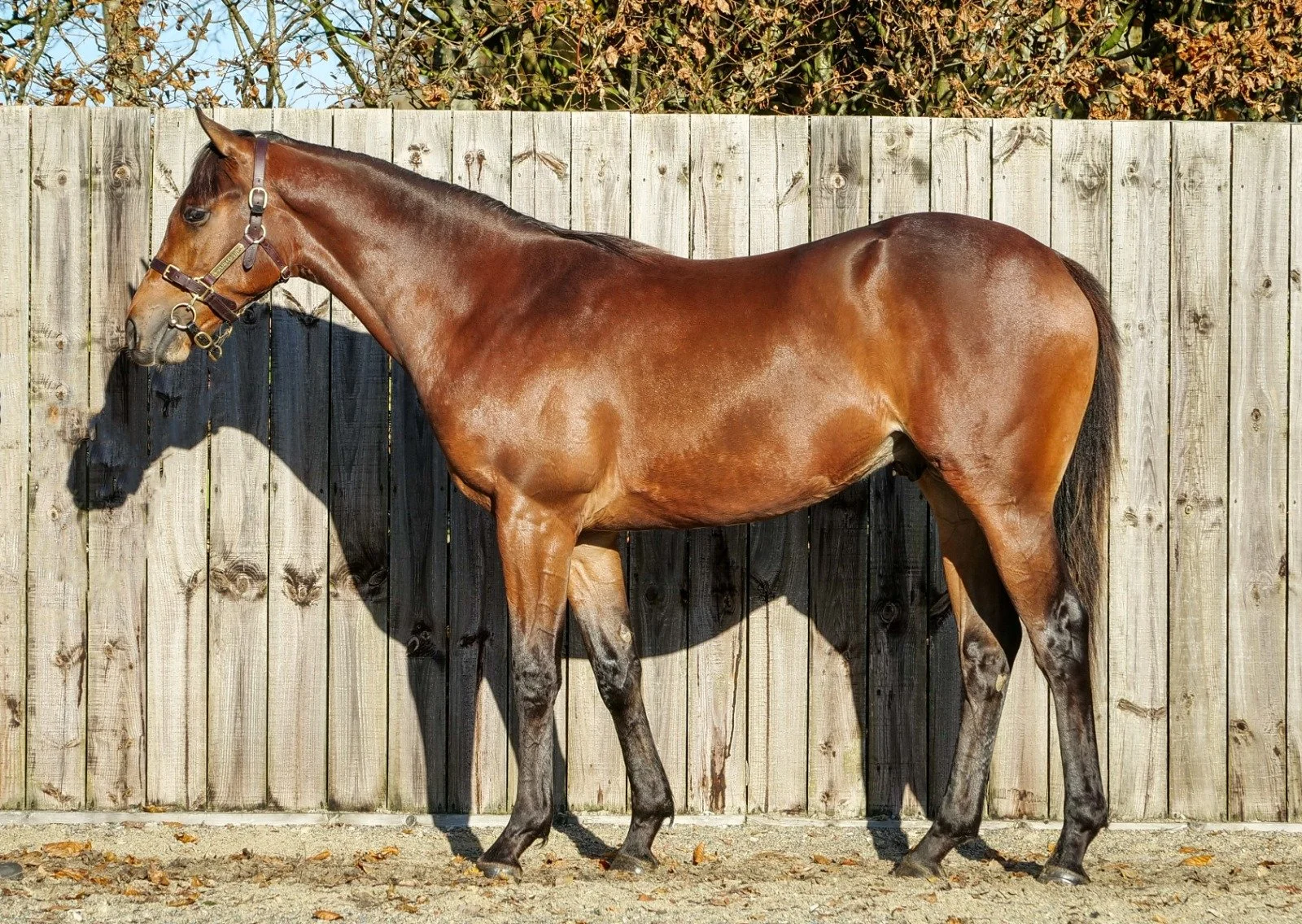 Sales 2023 — Carisbrooke Stud