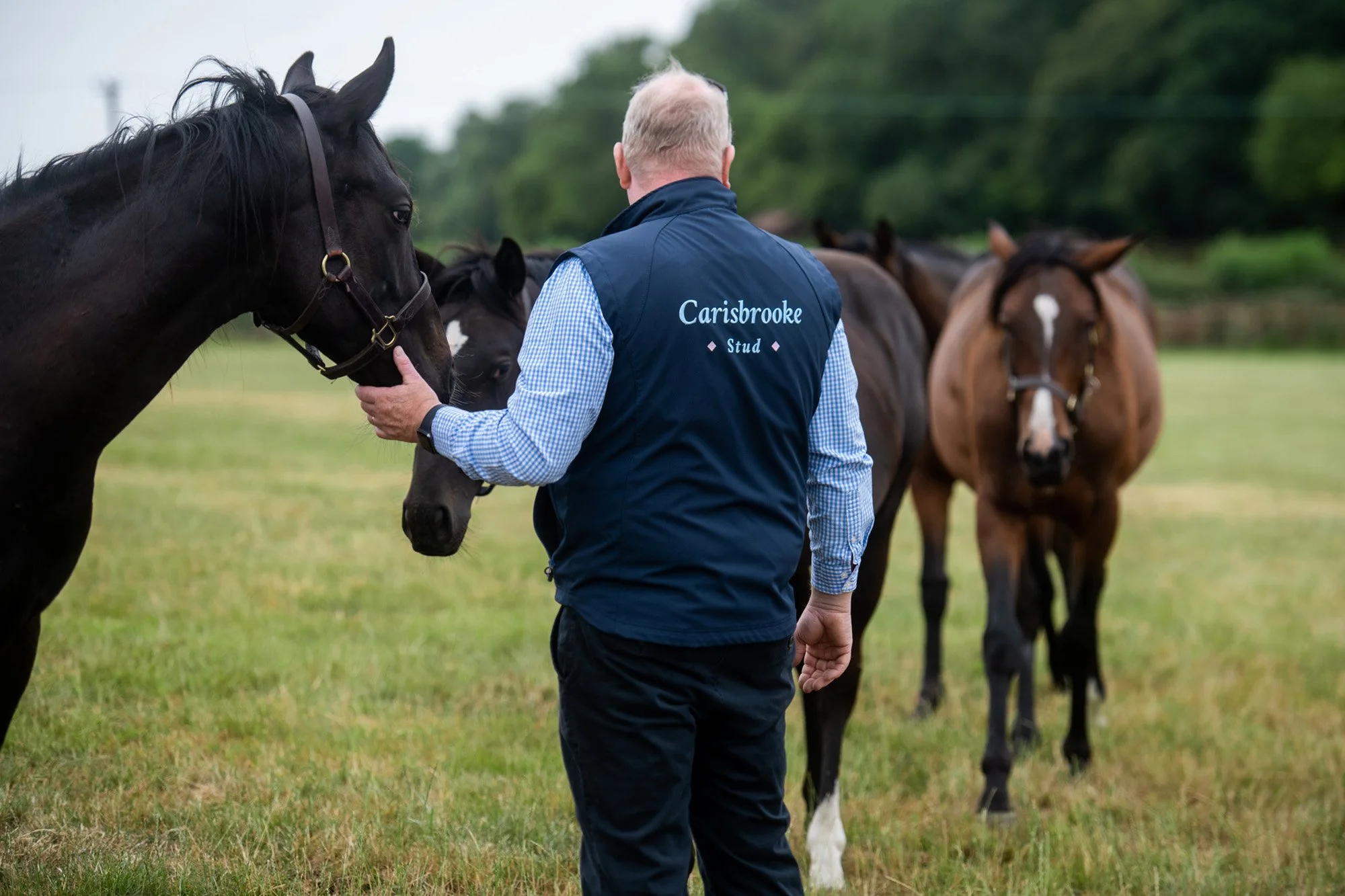 About — Carisbrooke Stud