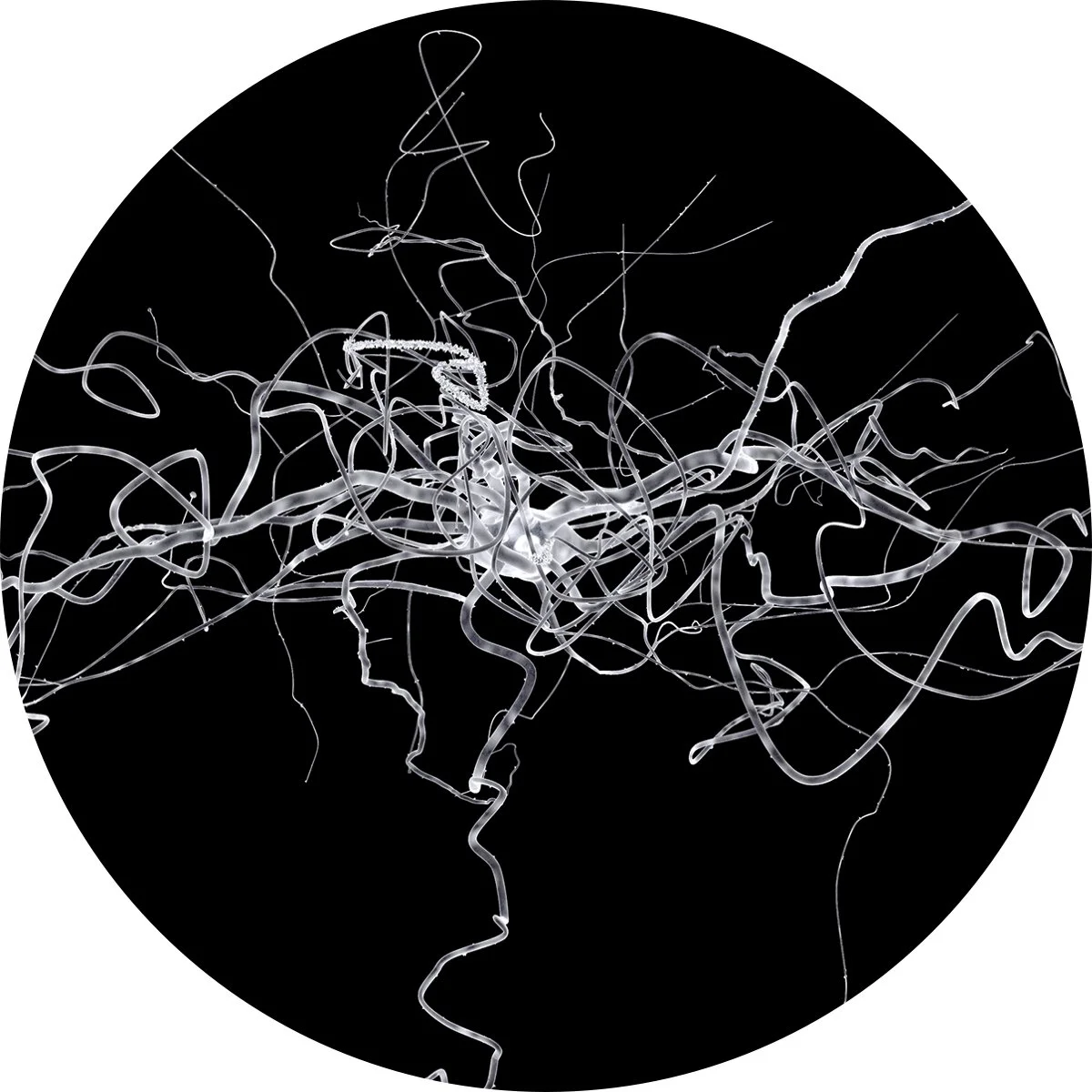 Diagnostic, Biological Sensing/Monitoring, Stimulatory — Bionaut