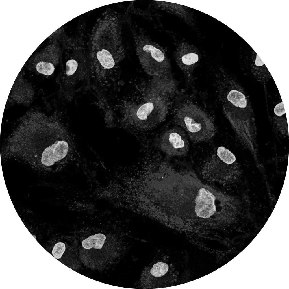 Therapeutic — Bionaut