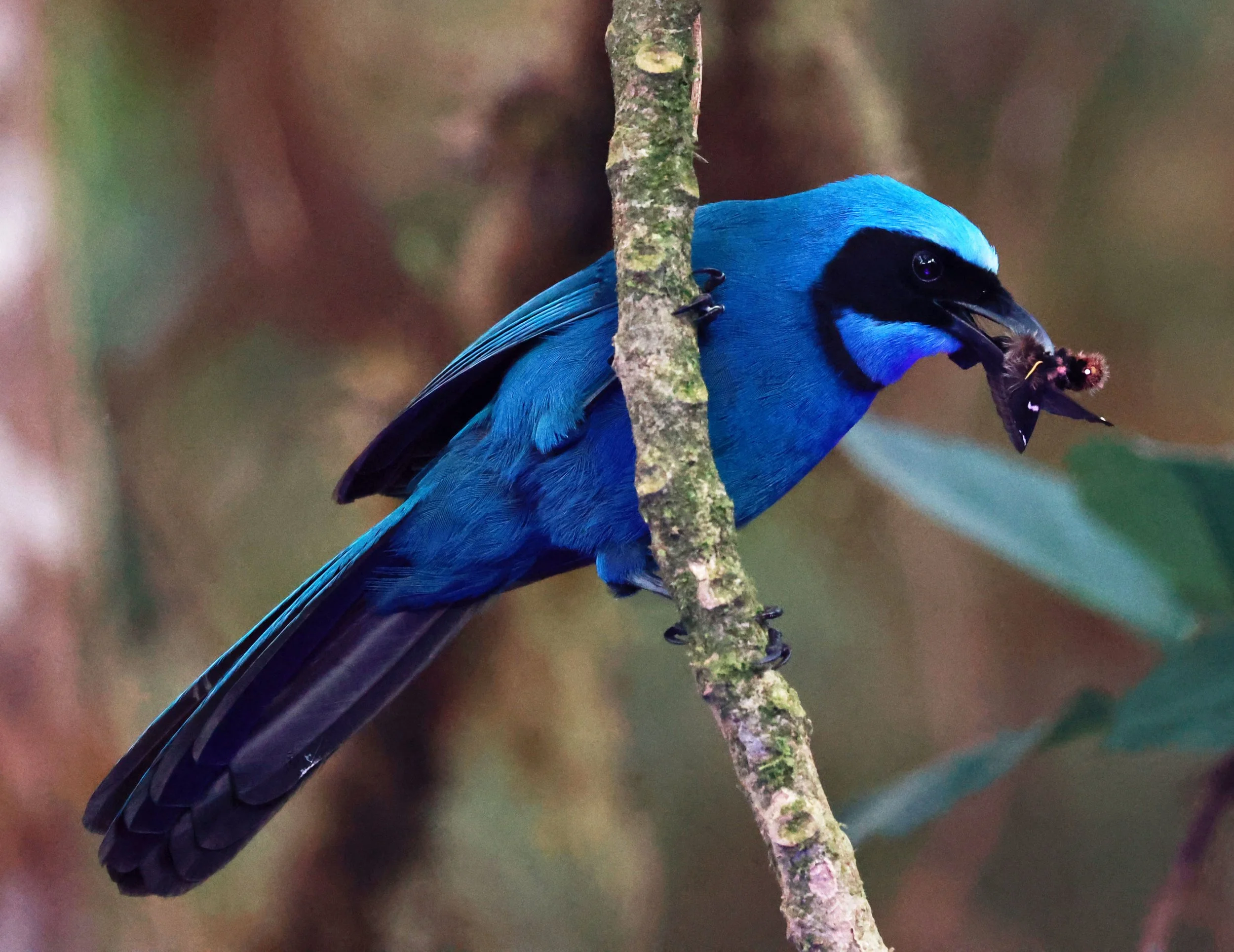 Turquoise Jay (Cyanolyca turcosa) Guango Lodge, Papallacta, Ecuador ...