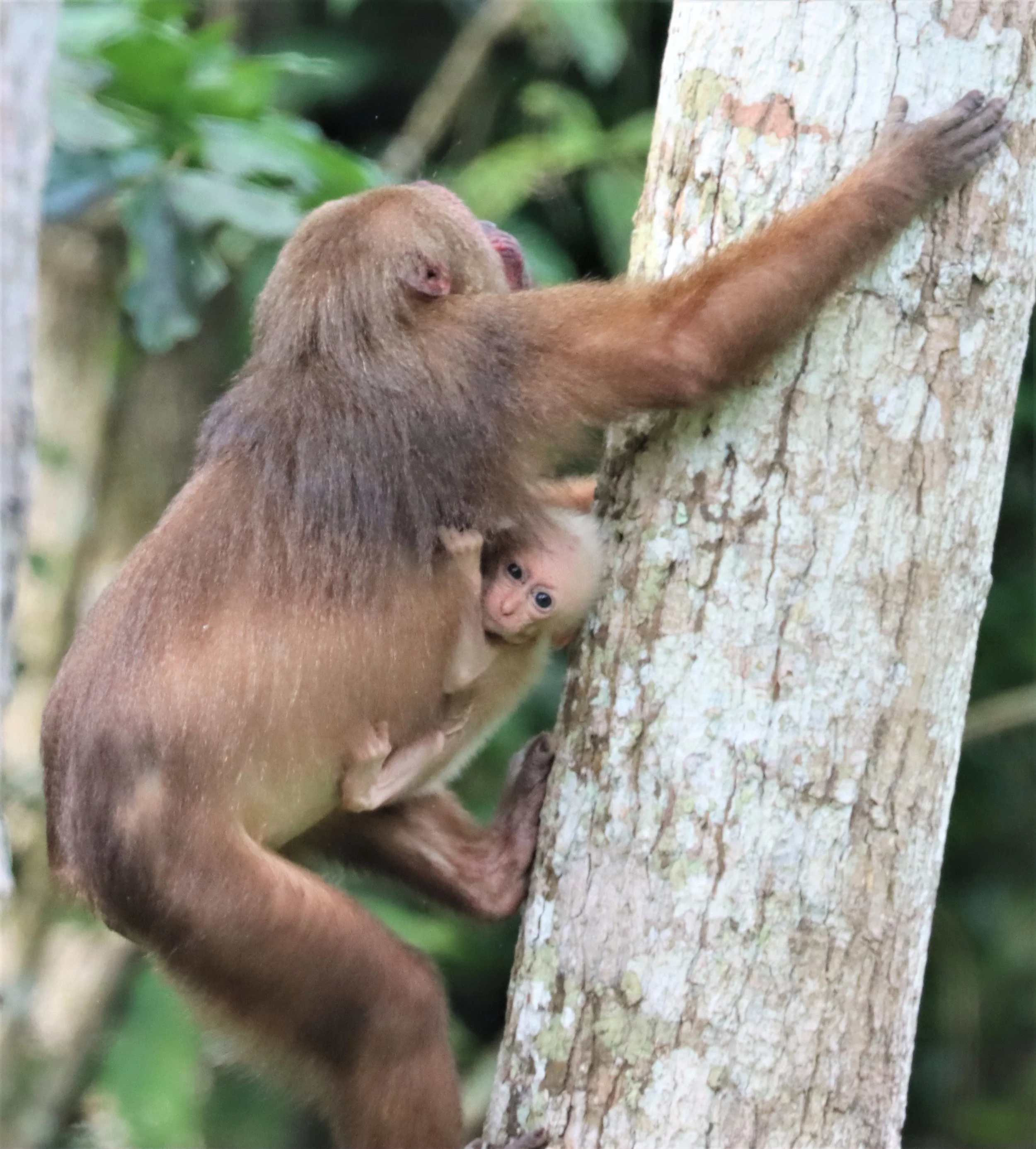 Macaca arctoides Stump-tailed Macaque — Coke Smith Wildlife