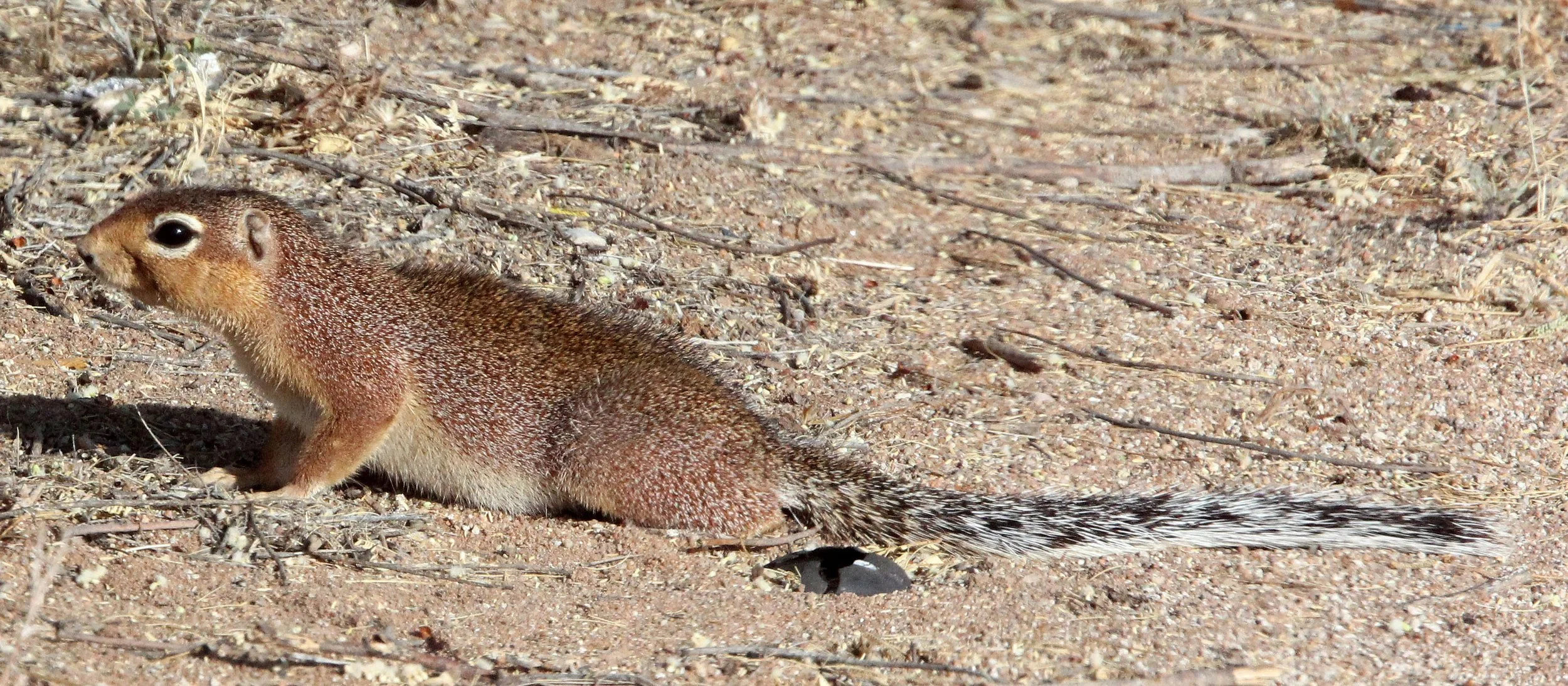Genus Xerus, Euxerus, Geosciurus - African Ground Squirrels — Coke ...