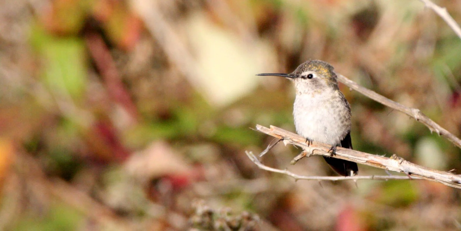 Genus Selasphorus Broad-tailed & Rufous Hummingbird — Coke Smith Wildlife