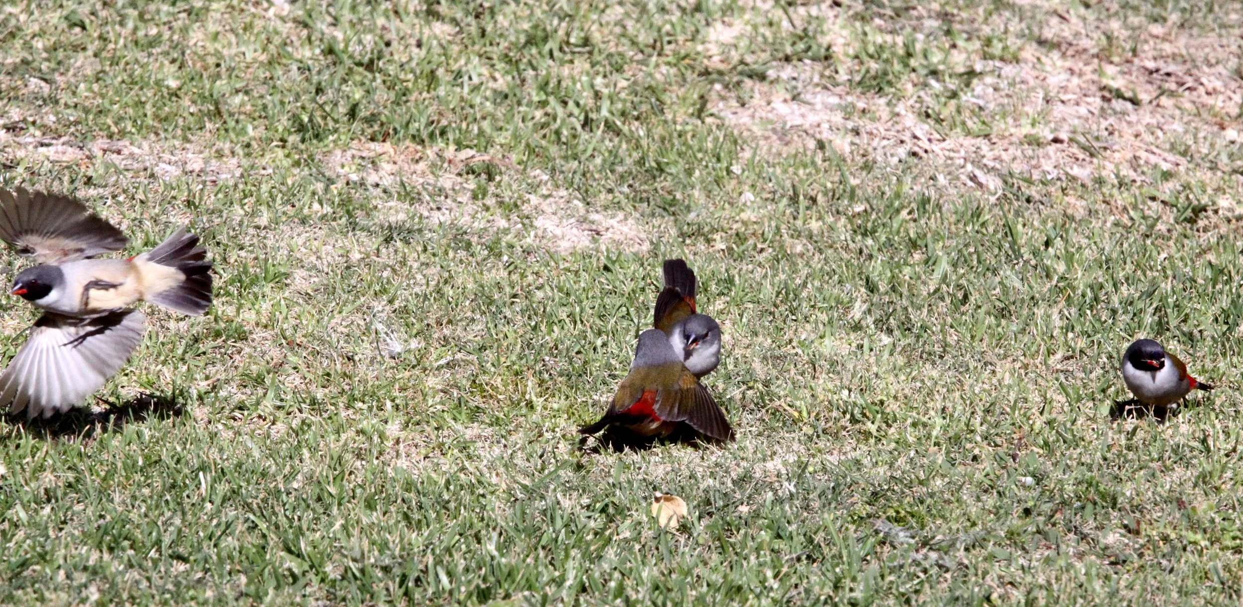 Swee Waxbill (Coccopygia melanotis) Tsitsikamma NP South Africa — Coke ...