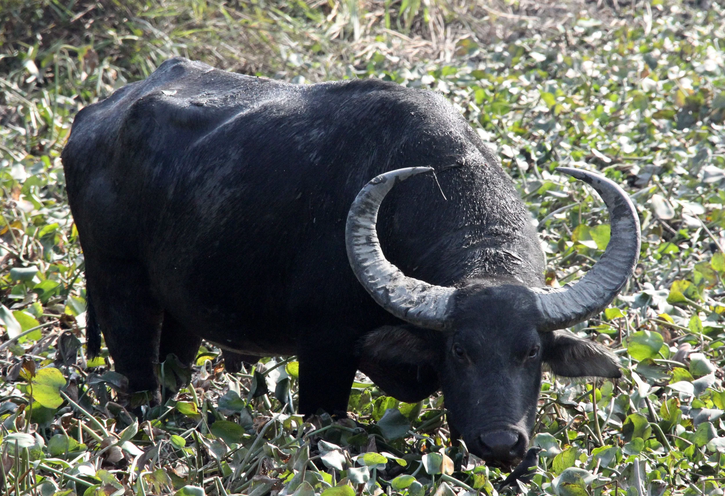 Genus Bubalus Water Buffalo — Coke Smith Wildlife