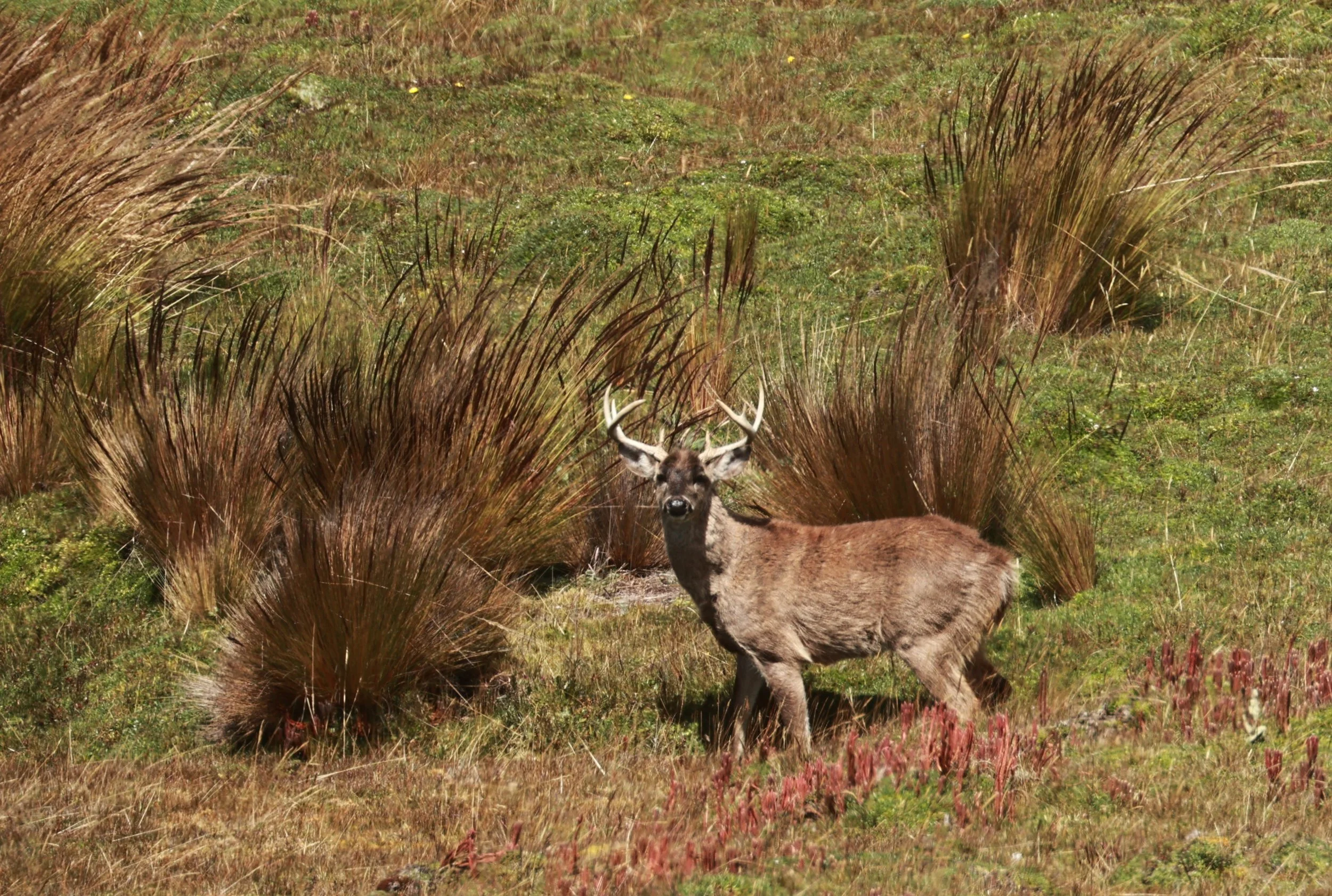 White-tailed Deer (Odocoileus virginianus) — Coke Smith Wildlife