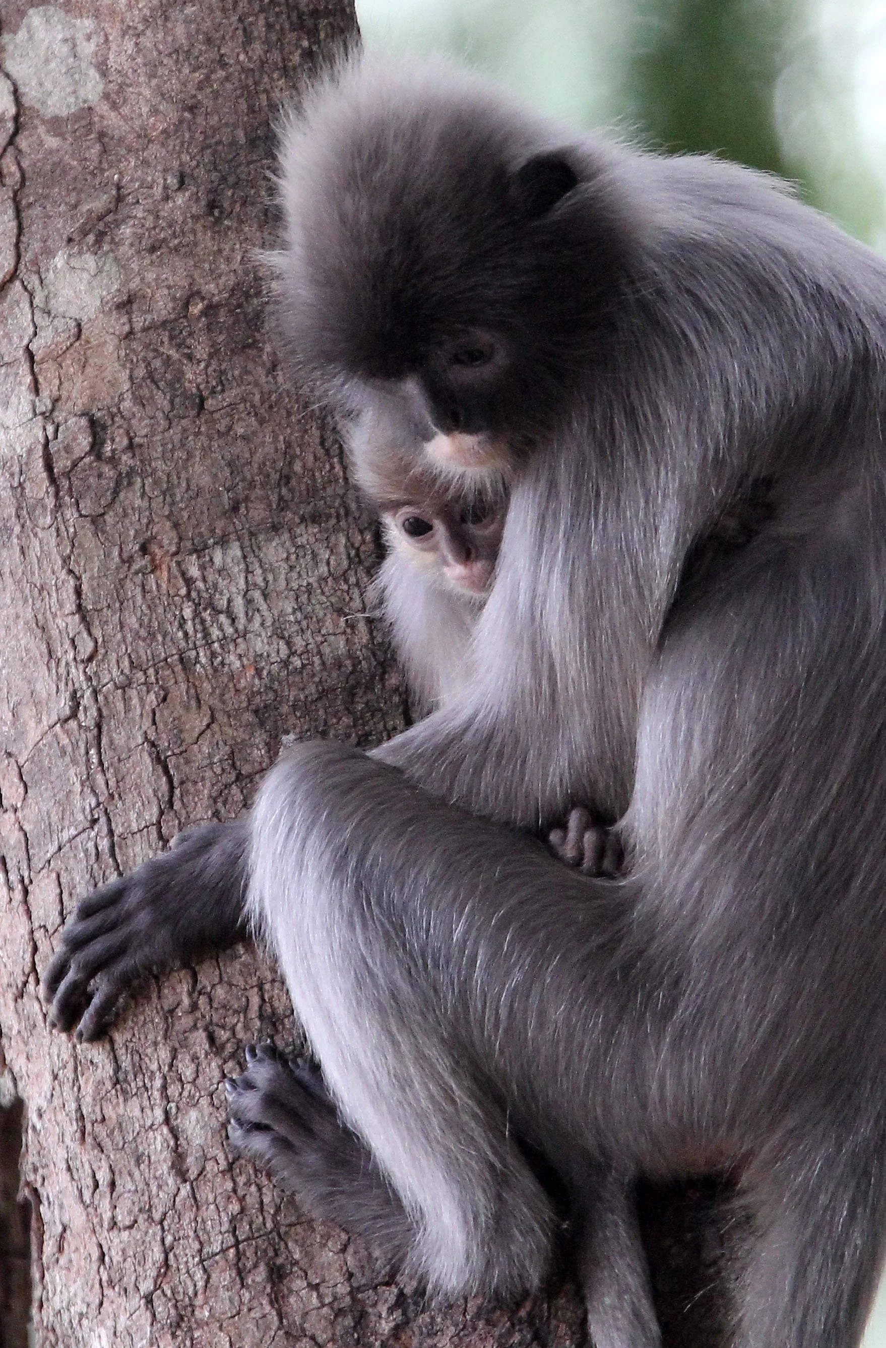 Trachypithecus crepusculus Indochinese Gray Langur — Coke Smith Wildlife