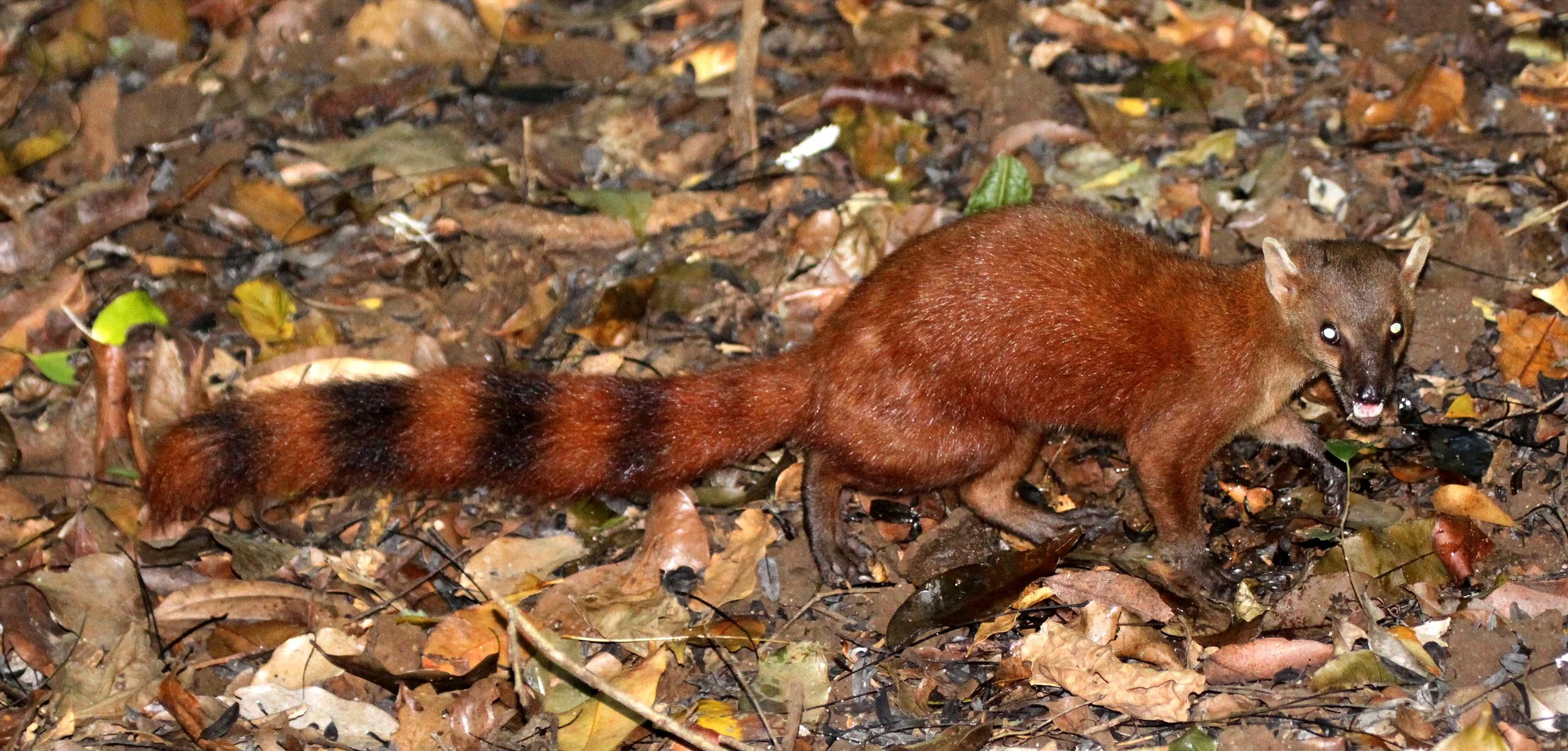 Galidia elegans - EUPLERIDAE - (NORTHERN) RING-TAILED VONTSIRA ...