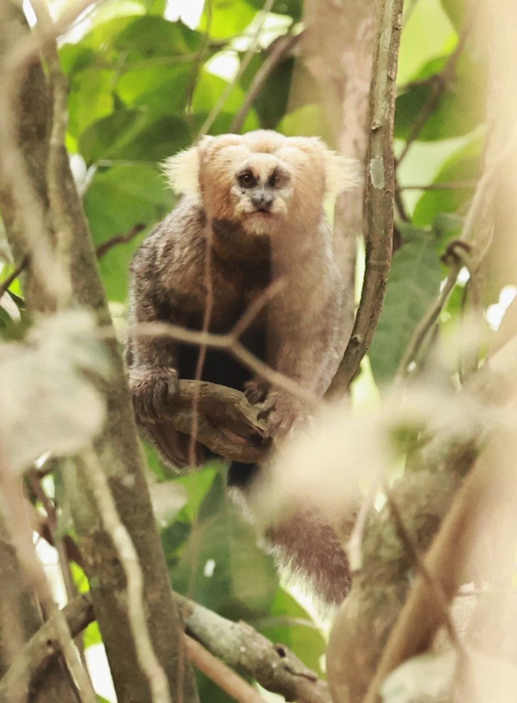 Buffy-headed Marmoset (Callithrix flaviceps) — Coke Smith Wildlife
