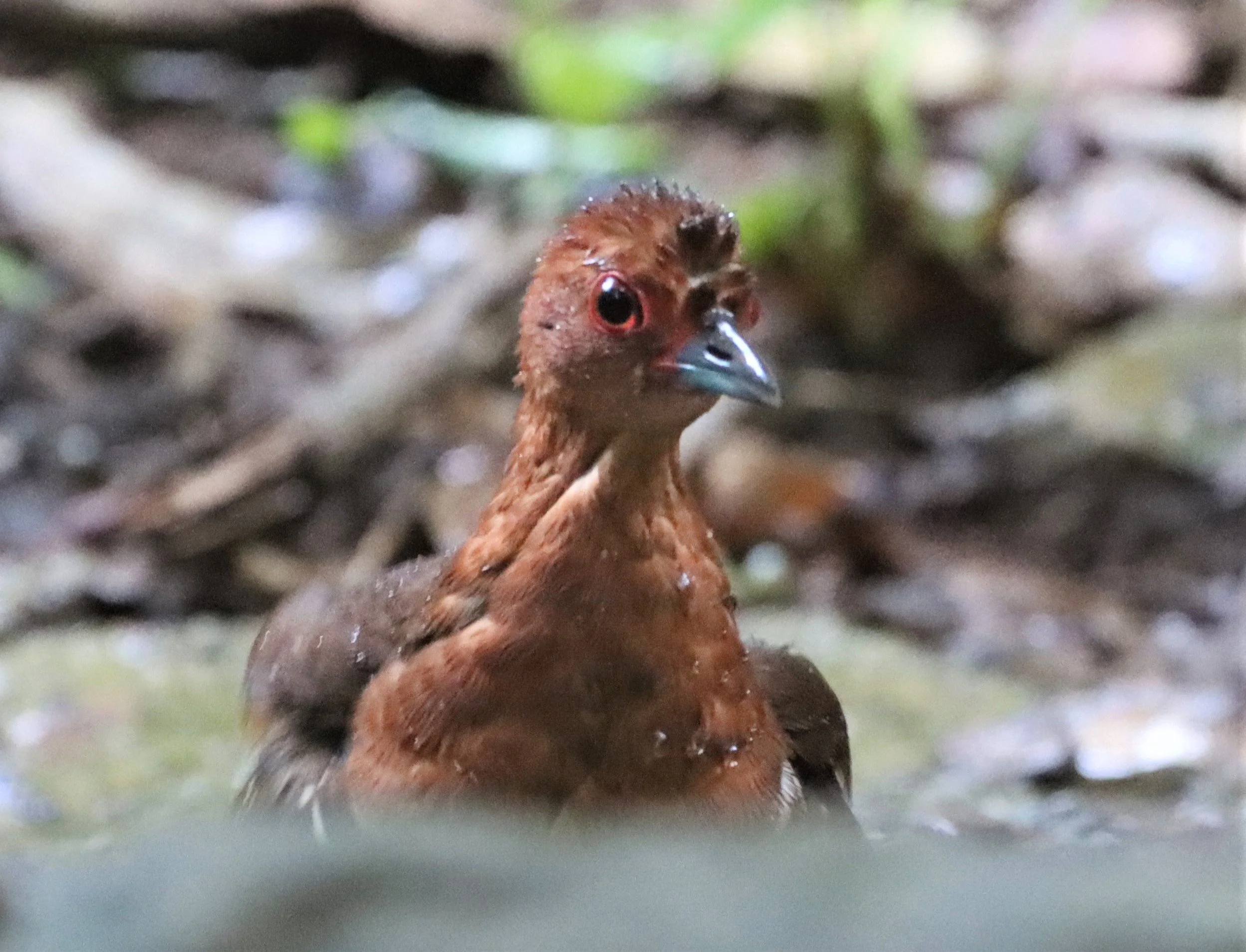 Red-legged Crake (Rallina fasciata) Neung Hide nr Kaeng Krachan NP ...