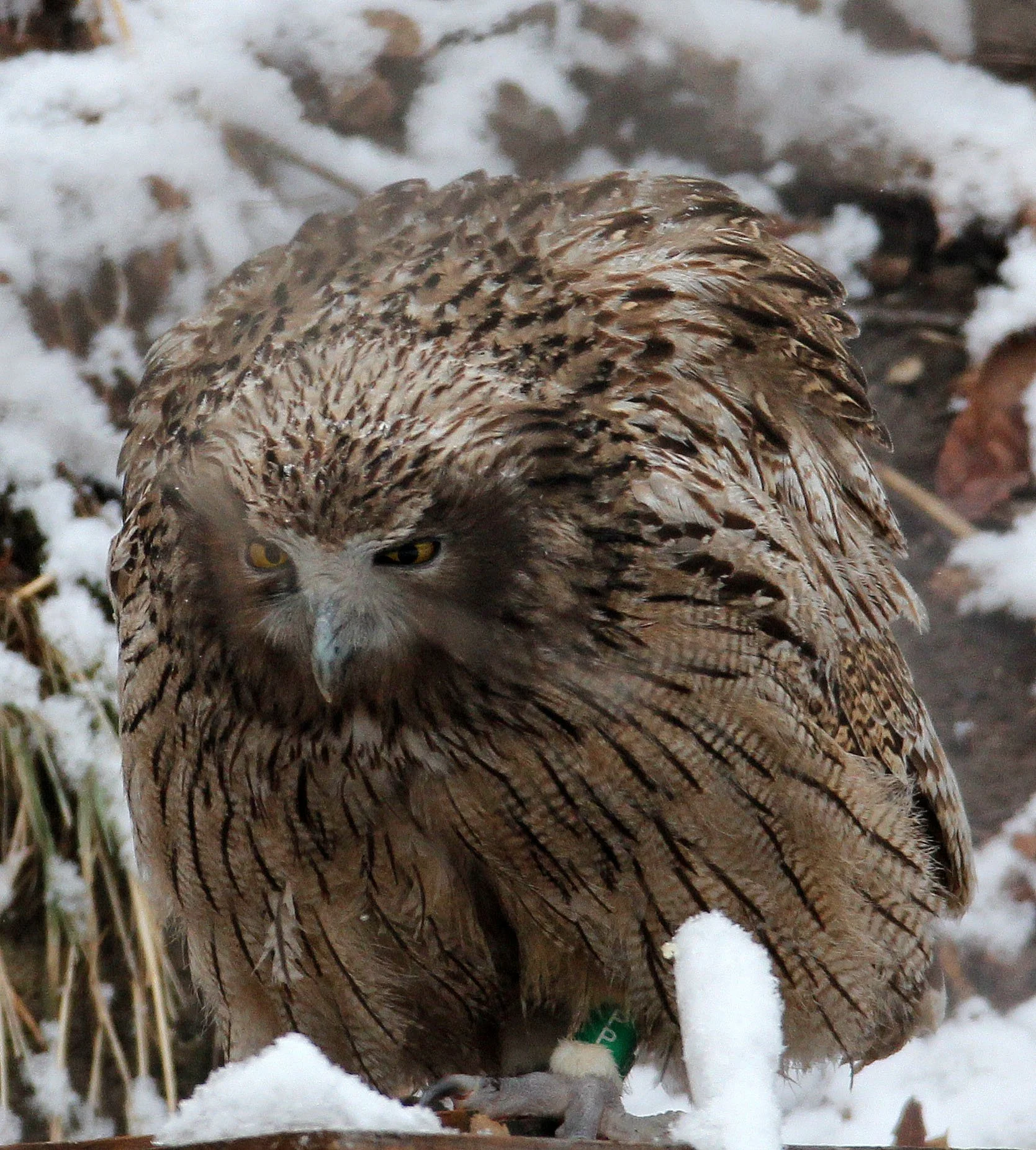 Blakiston's Fish Owl (Bubo blakistoni) — Coke Smith Wildlife