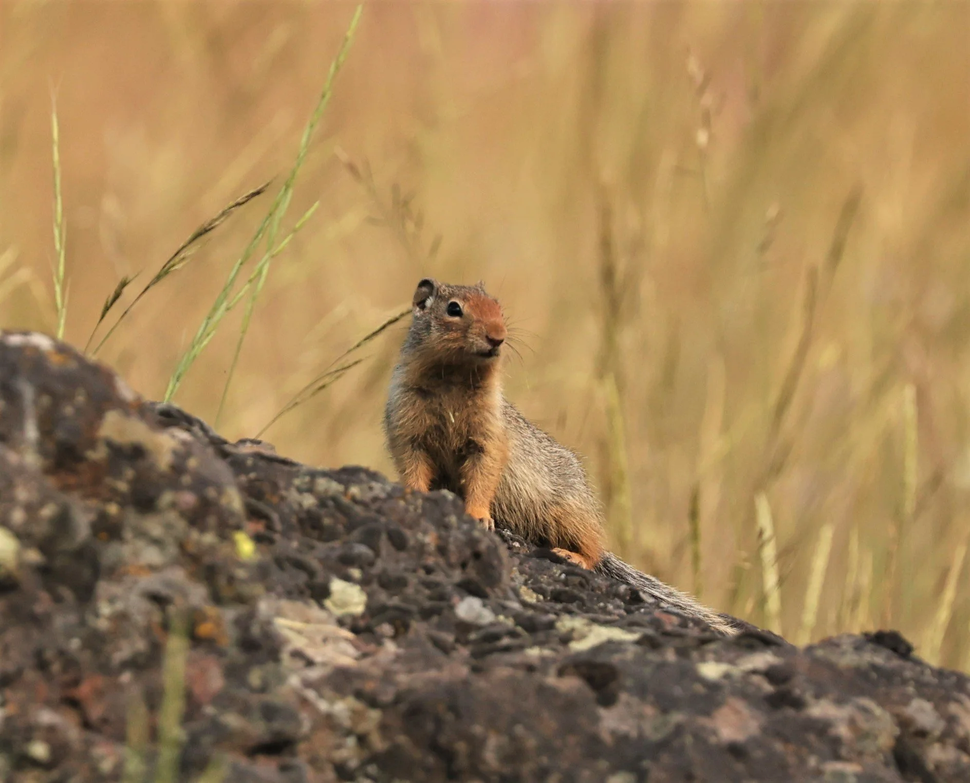 Genus Urocitellus Ground Squirrels — Coke Smith Wildlife