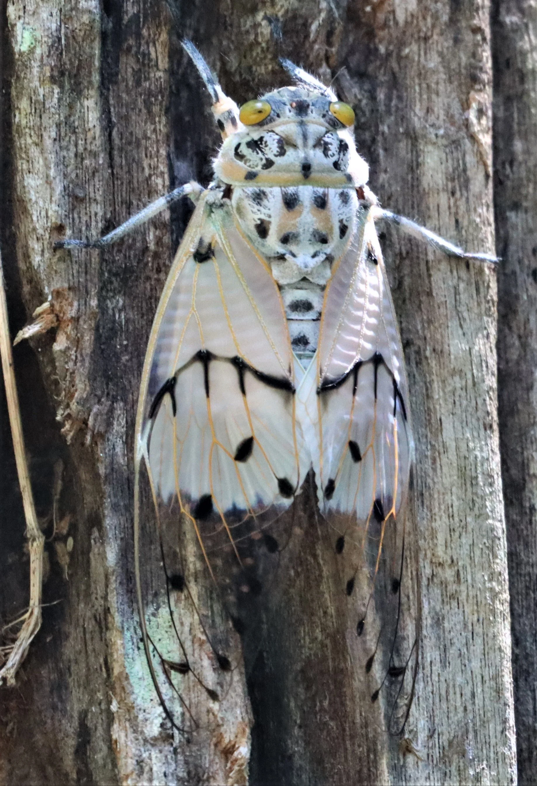 Order Homoptera — Coke Smith Wildlife