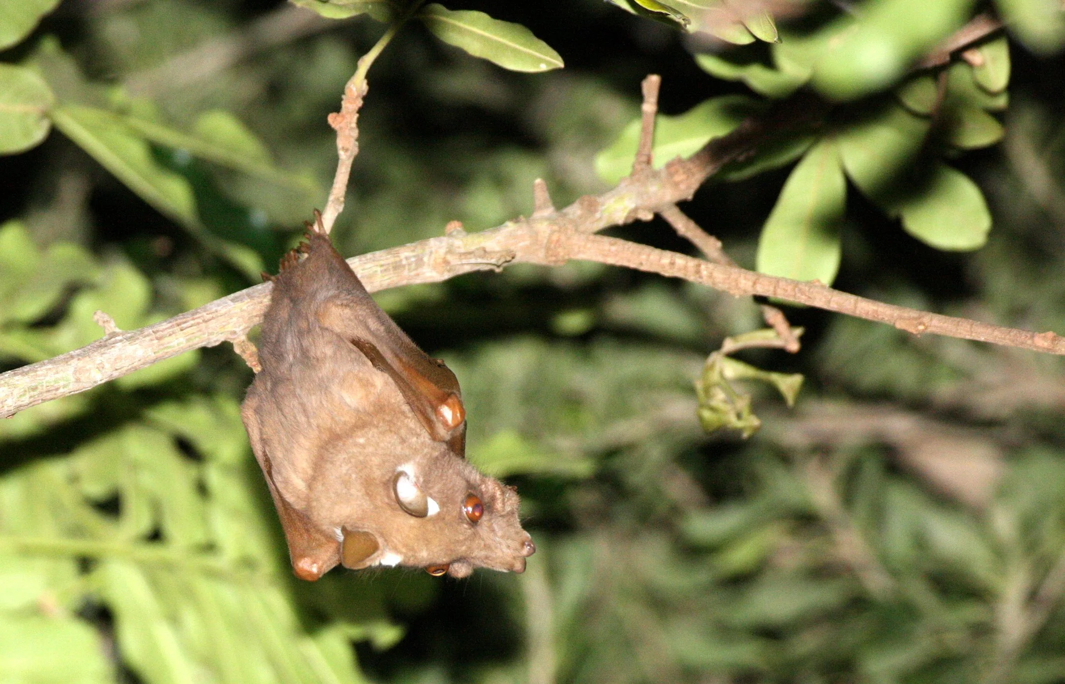 Genus Epomophorus - EPAULETTED FRUIT BAT — Coke Smith Wildlife