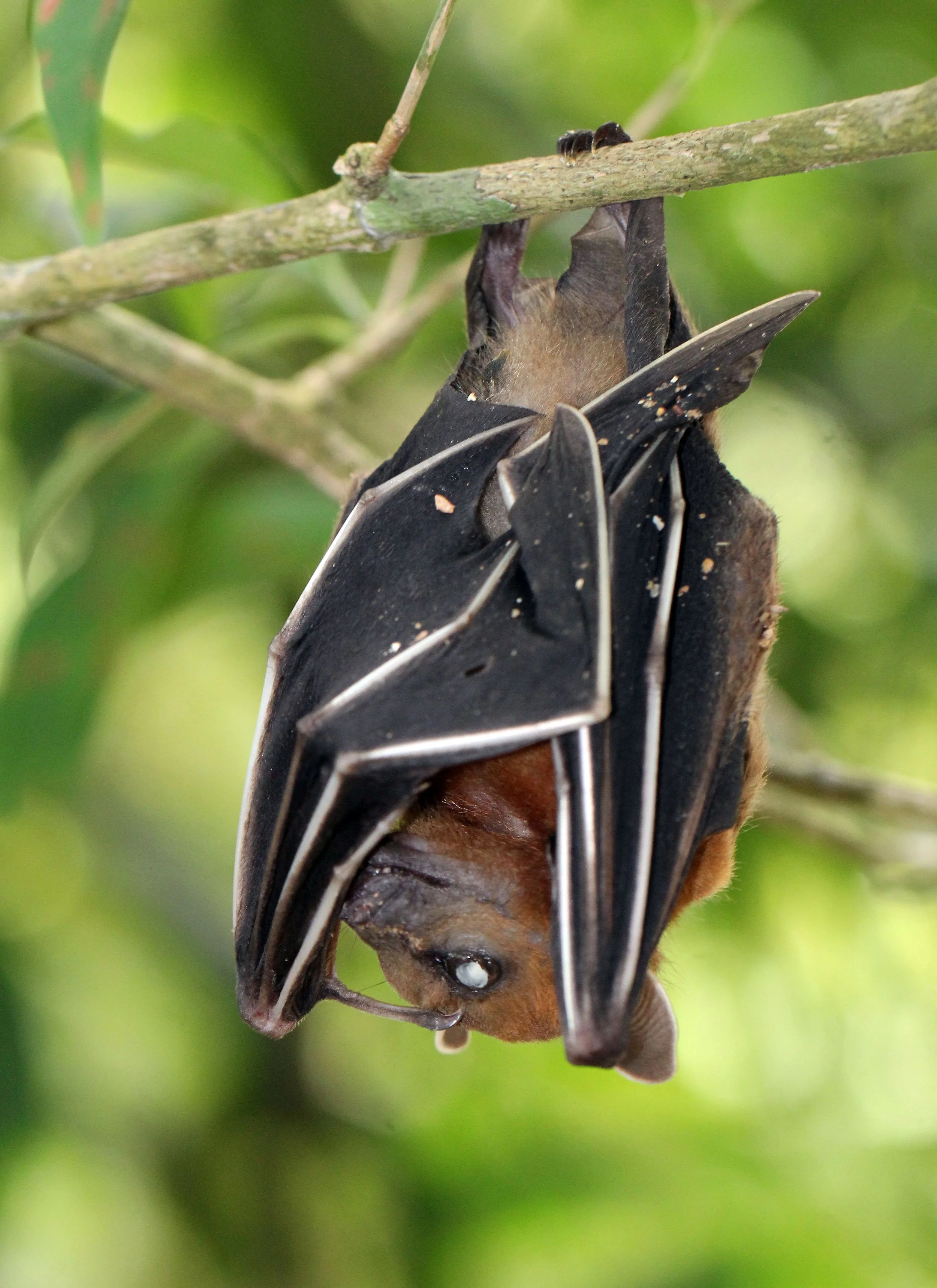 Genus Cynopterus - Short-nosed Fruit Bat — Coke Smith Wildlife