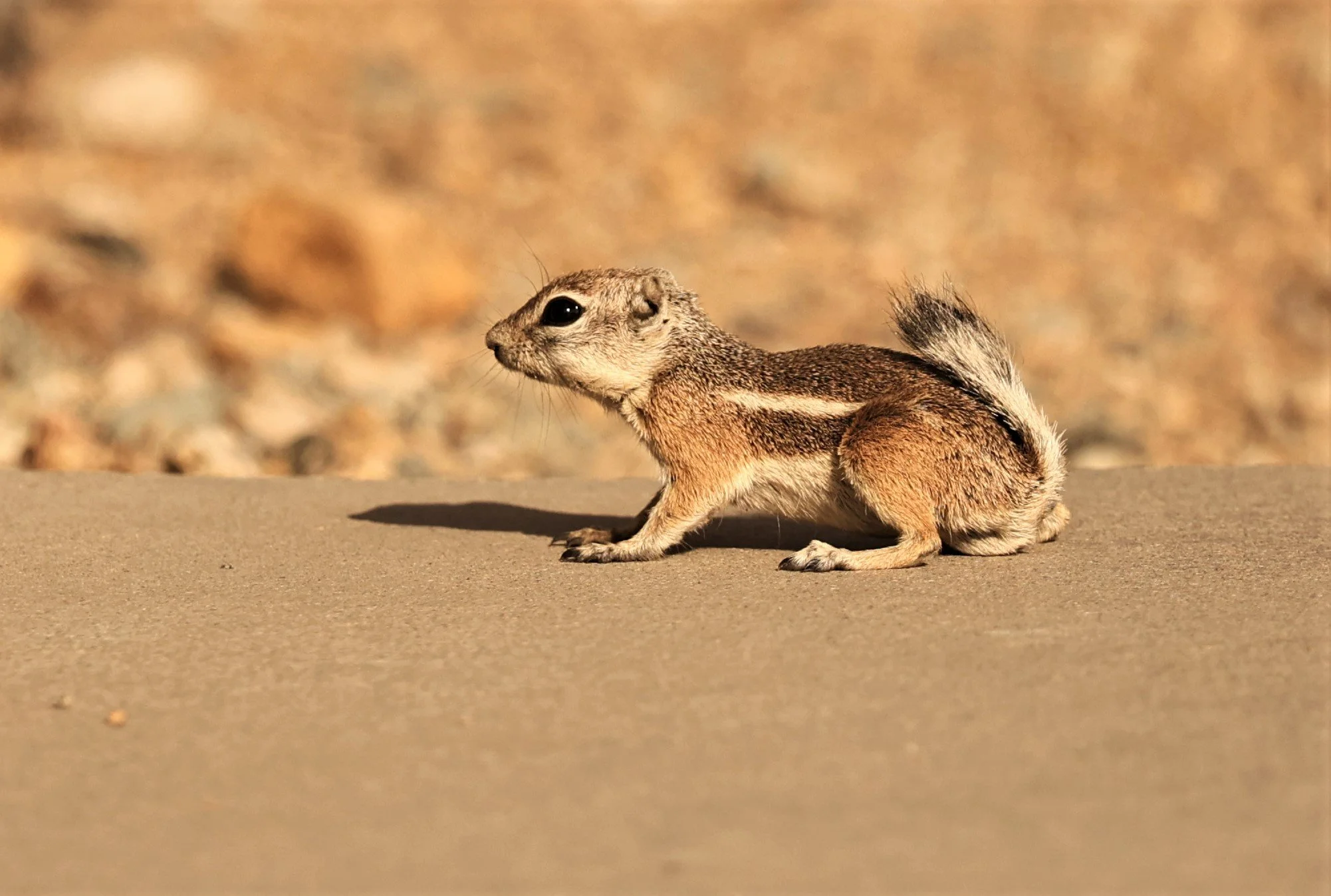Genus Ammospermophilus Antelope Squirrels — Coke Smith Wildlife