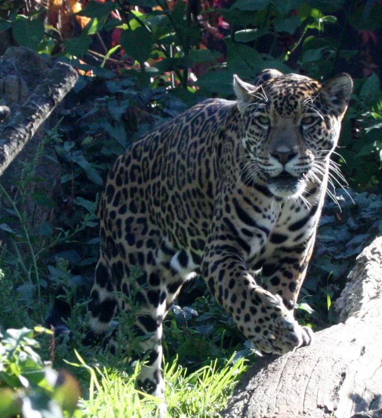 Panthera onca Jaguar — Coke Smith Wildlife