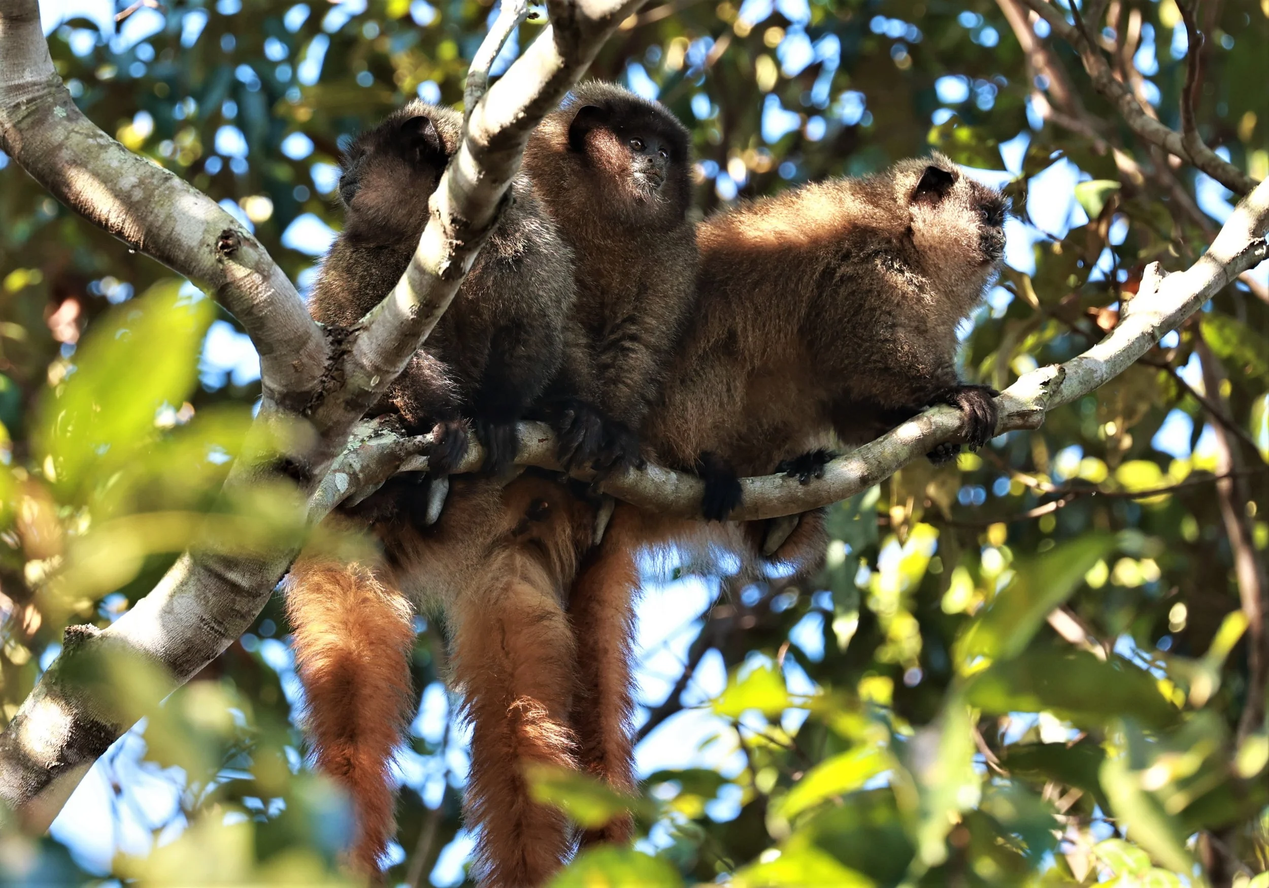 Black-fronted Titi Monkey (Callicebus nigrifrons) — Coke Smith Wildlife