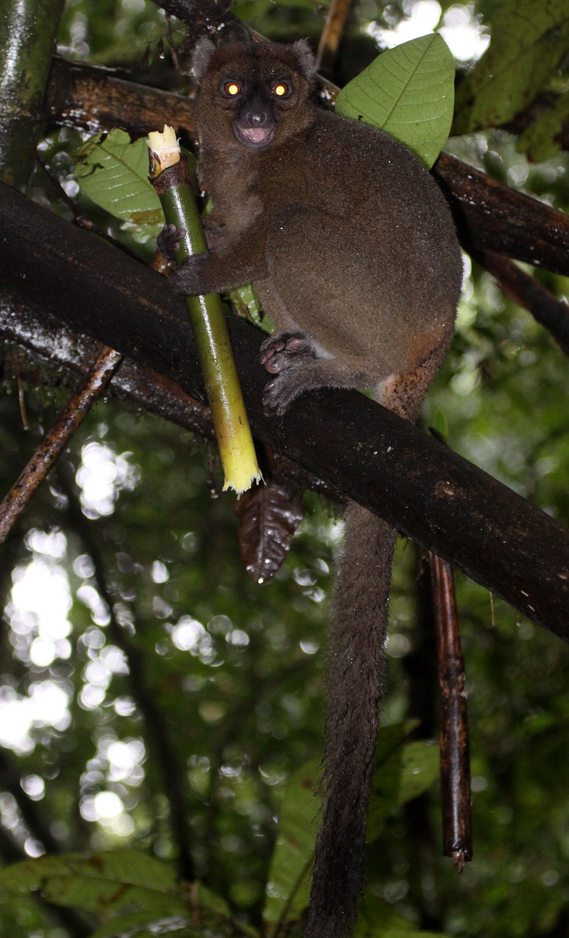 Prolemur simus Greater Bamboo Lemur — Coke Smith Wildlife