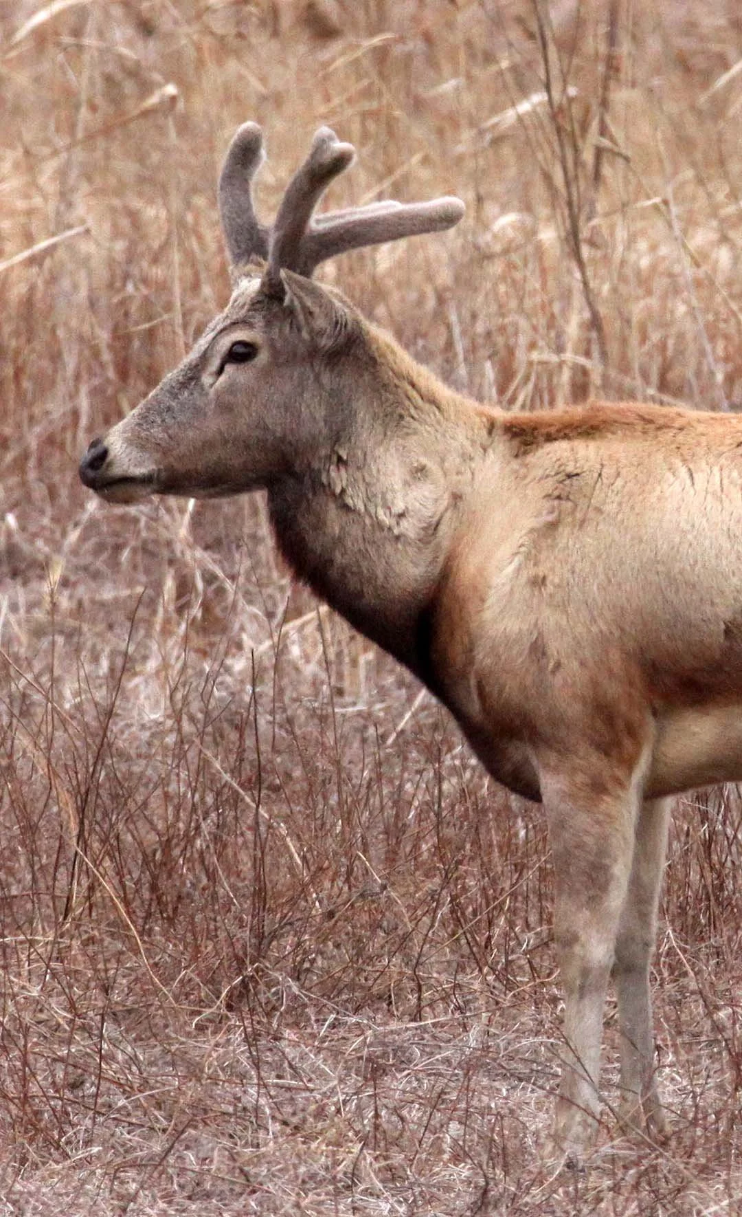 Pere David’s Deer (Elaphurus davidianus) — Coke Smith Wildlife