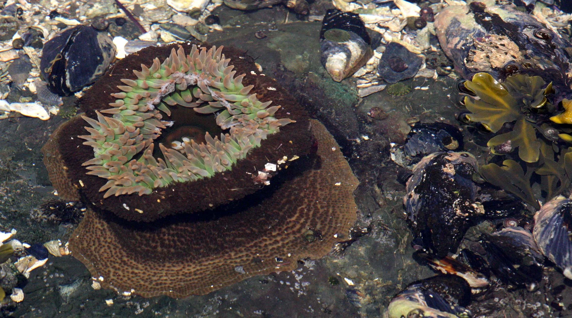Phylum Cnidaria - Sea Jellys, Anemones, Corals & Hydroids — Coke Smith ...