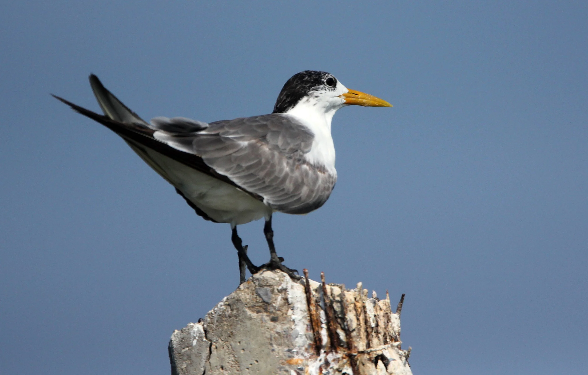 Greater Crested Tern (Thalasseus bergii) — Coke Smith Wildlife