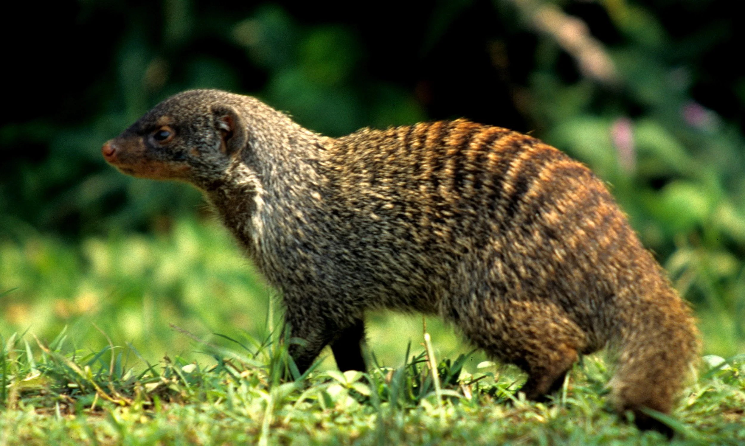 Mungos mungo - Banded Mongoose — Coke Smith Wildlife