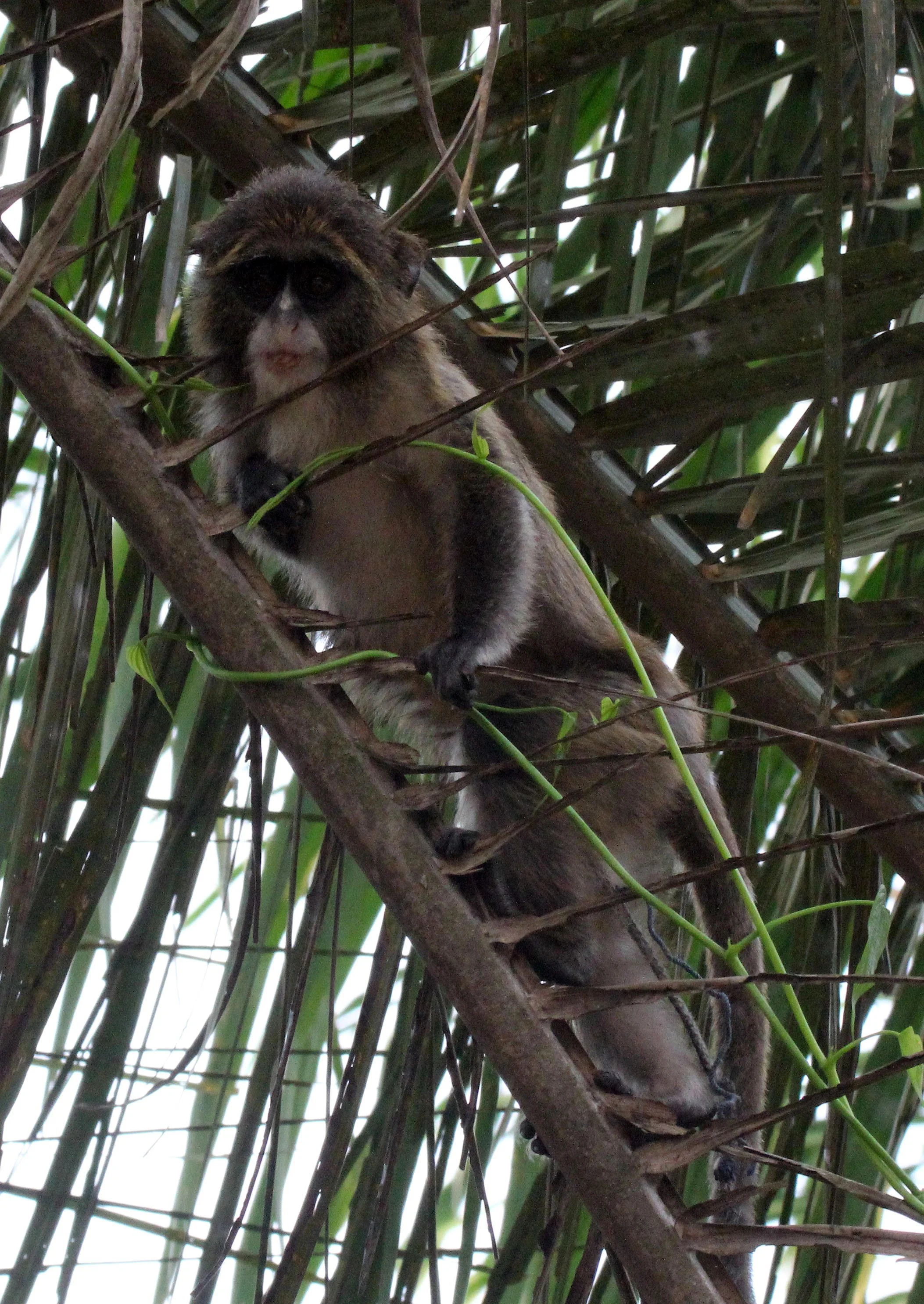 Cercopithecus neglectus De Brazza's Monkey — Coke Smith Wildlife