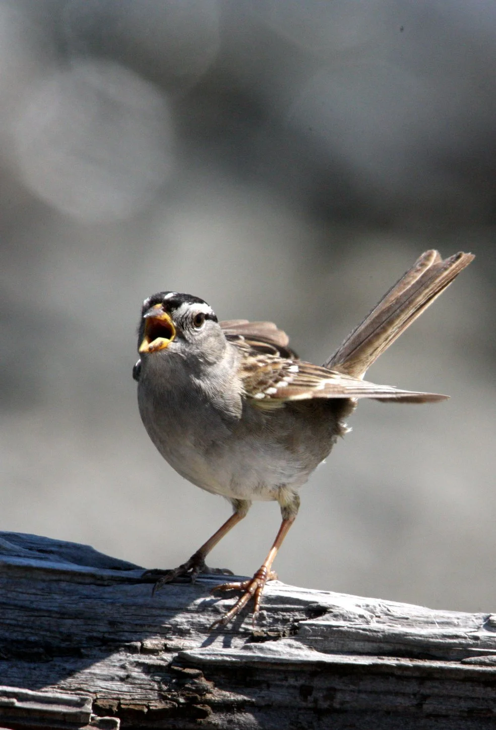 White-crowned Sparrow (Zonotrichia leucophrys) USA — Coke Smith Wildlife