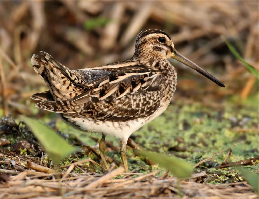 Common snipe (Gallinago gallinago) — Coke Smith Wildlife