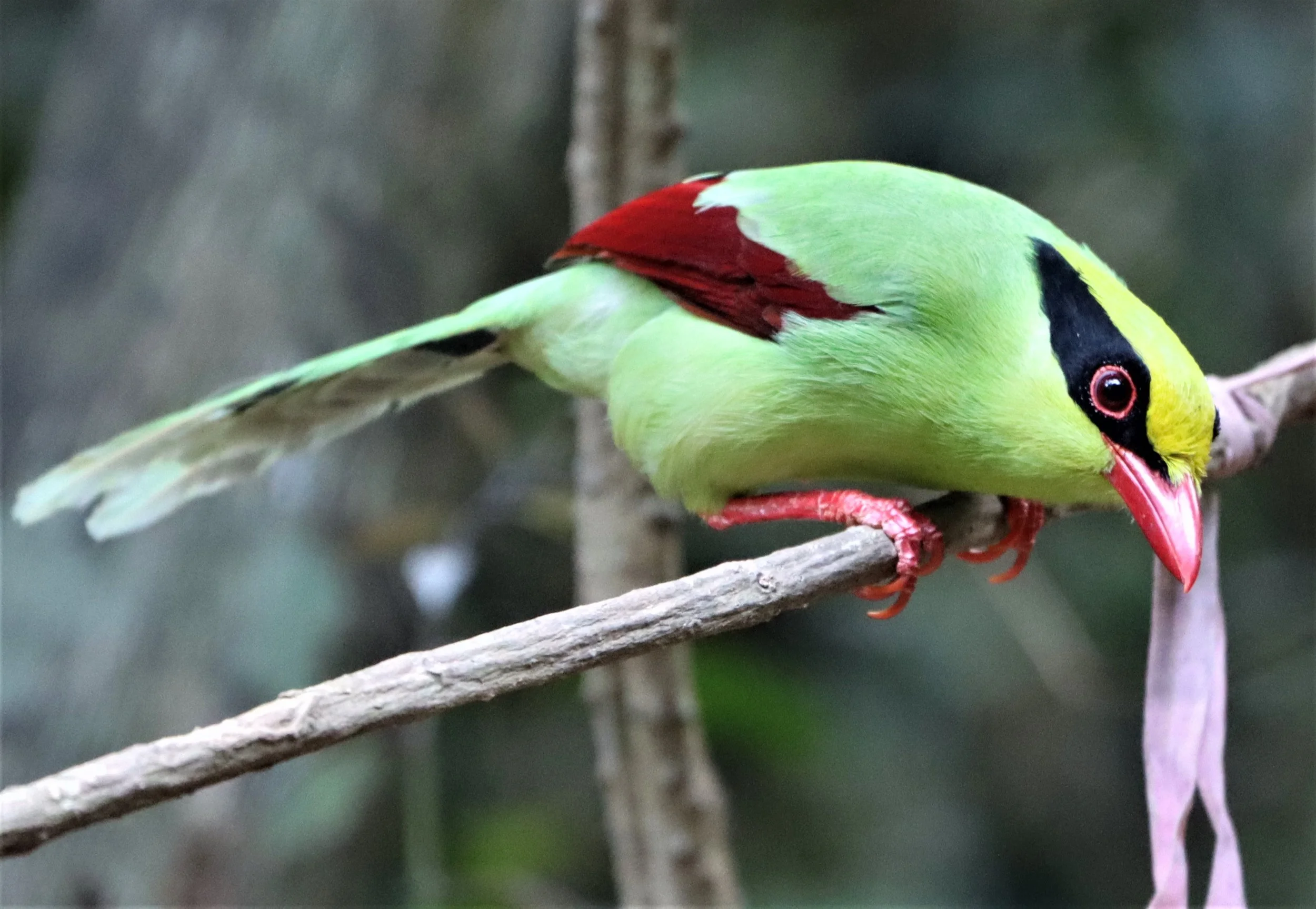 Common Green Magpie (Cissa chinensis) Thailand — Coke Smith Wildlife