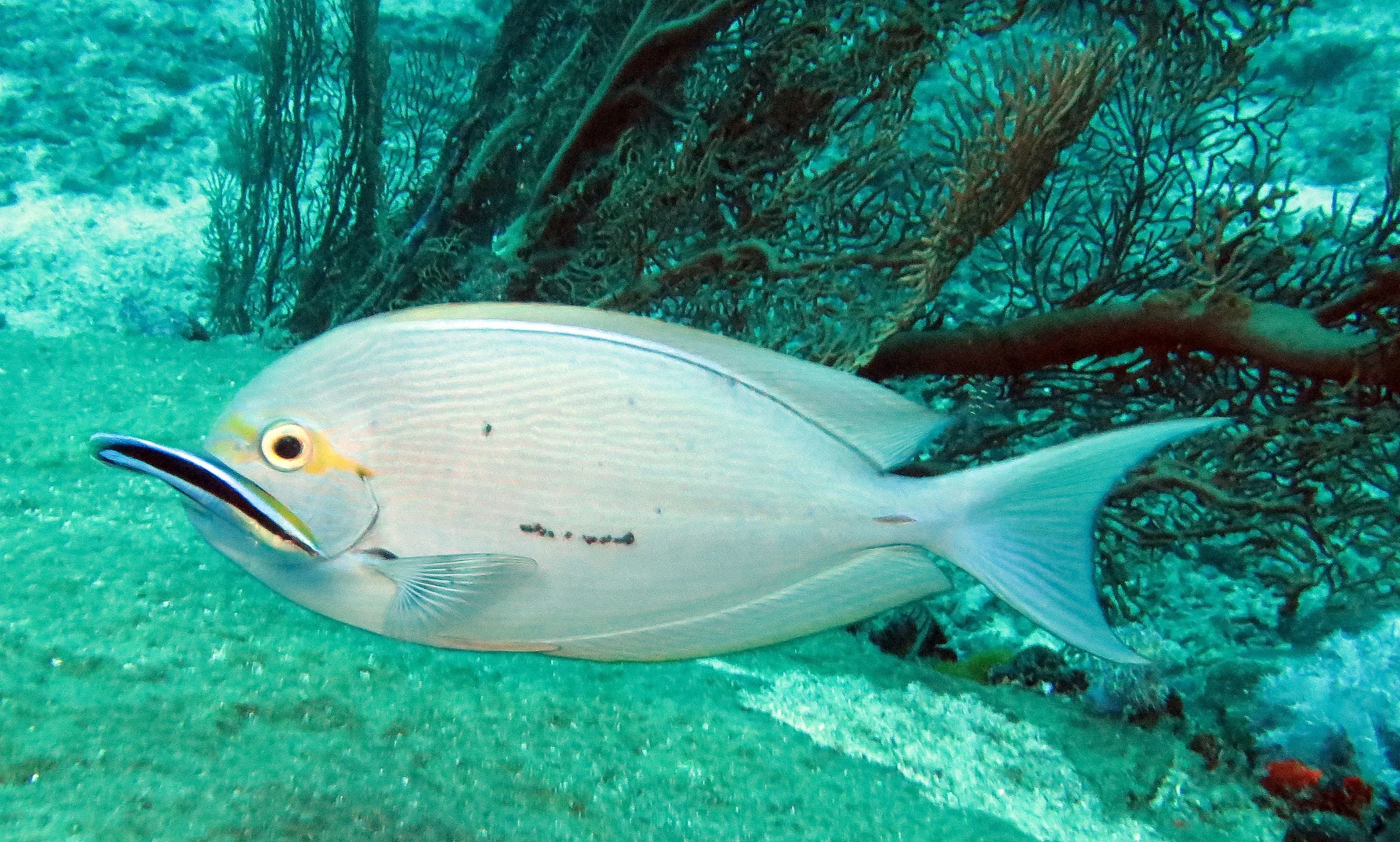 Family Acanthruidae - Surgeonfish, Tang & Unicornfish — Coke Smith Wildlife