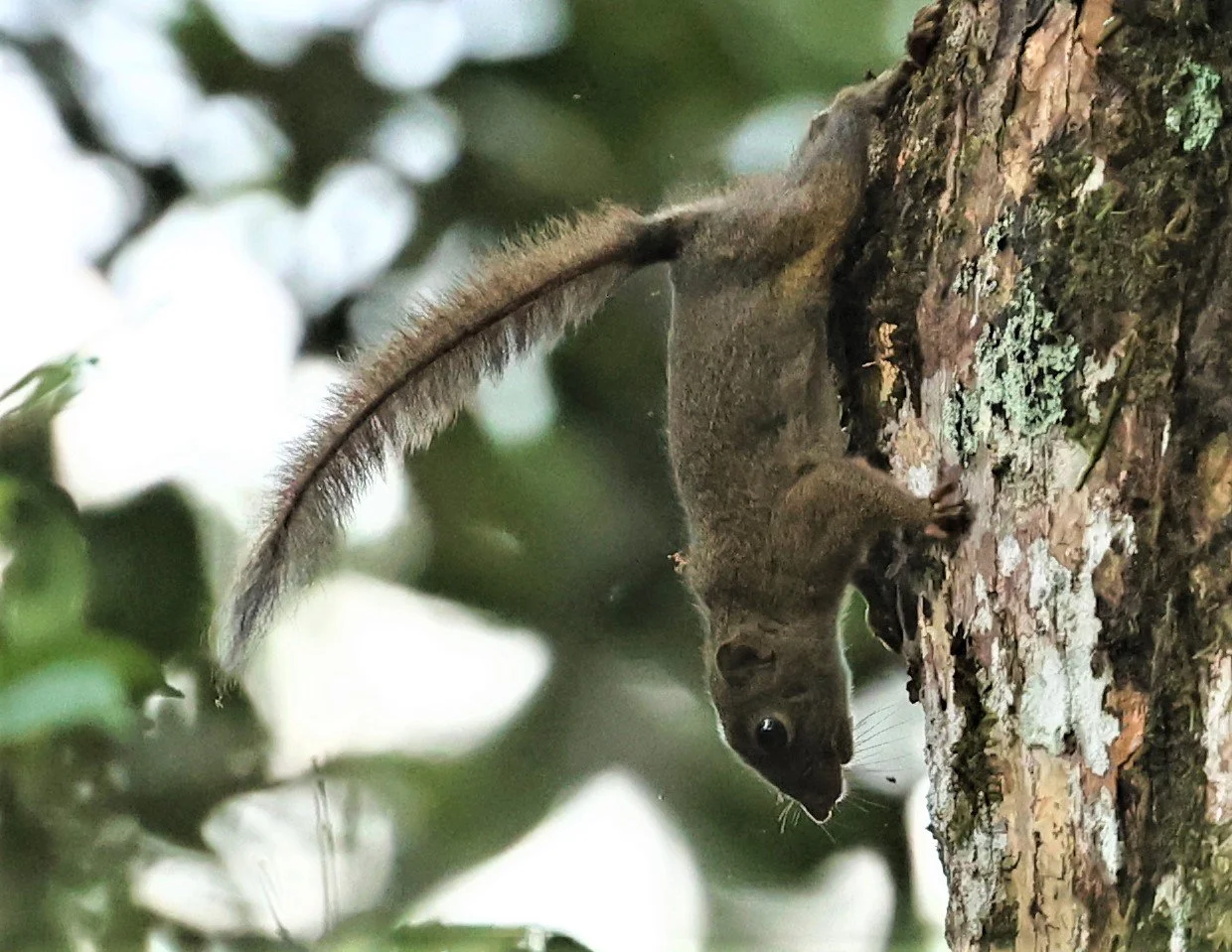 Genus Sundasciurus Slender & Low's Squirrels — Coke Smith Wildlife
