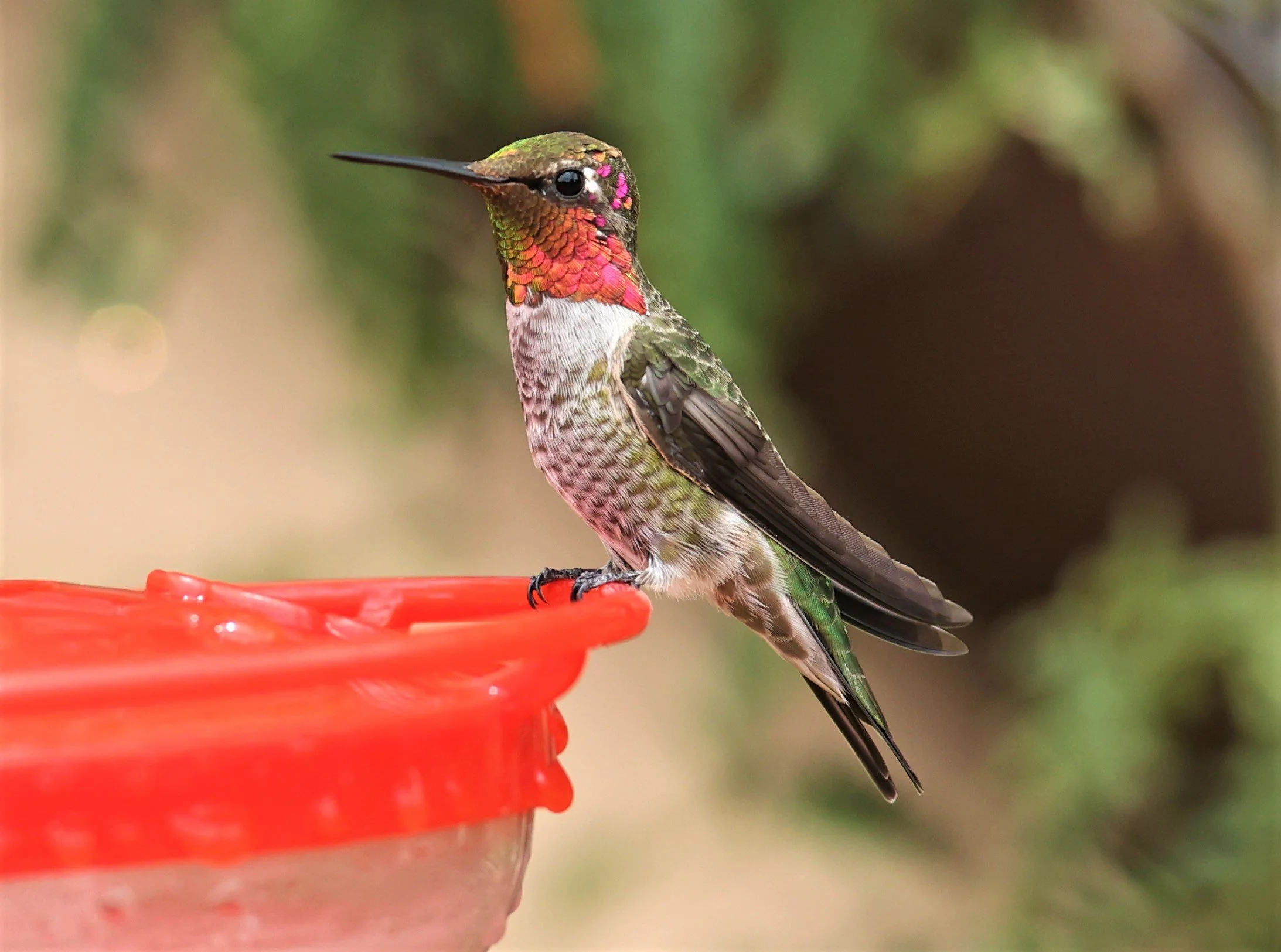 Genus Calypte - Anna's & Costa's Hummingbird — Coke Smith Wildlife