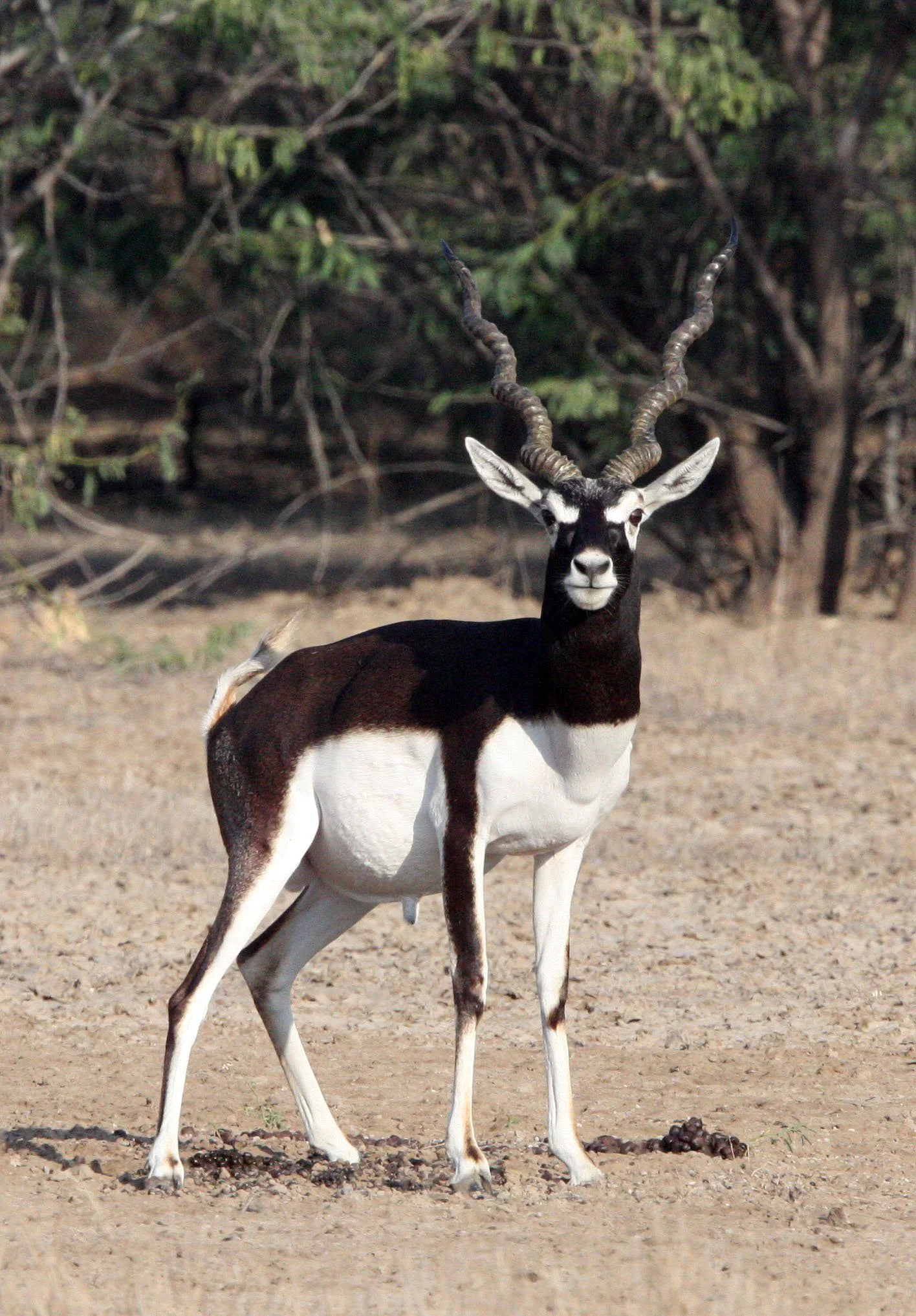 Antilope cervicapra Blackbuck — Coke Smith Wildlife