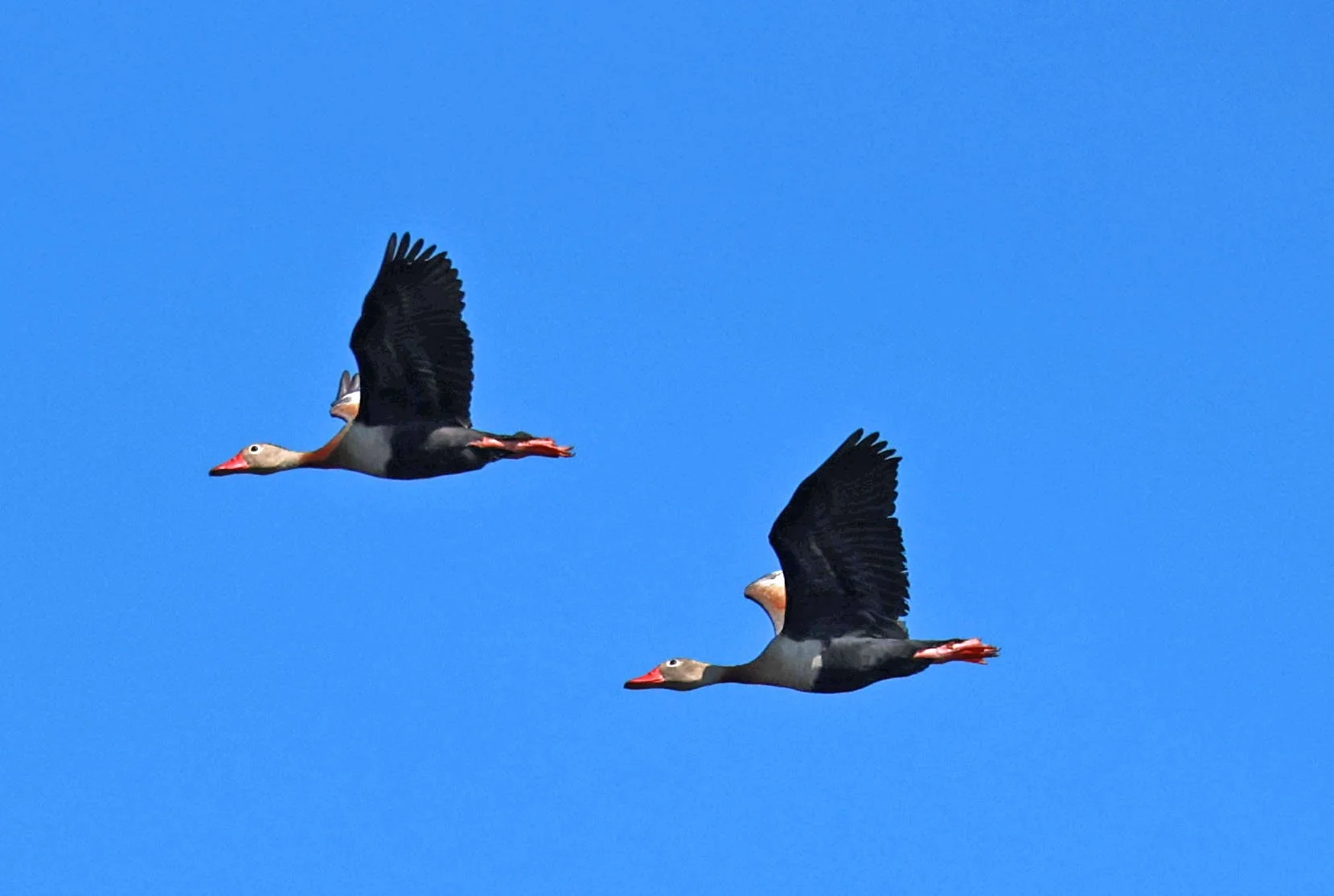 Birds of Manaus & Rio Ariau & Rio Negro, Brazil — Coke Smith Wildlife