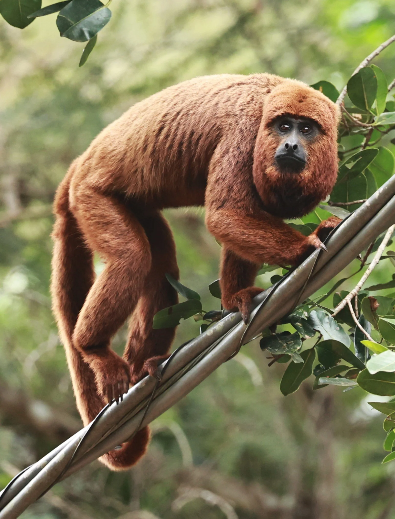 Brown Howler (Alouatta guariba) — Coke Smith Wildlife