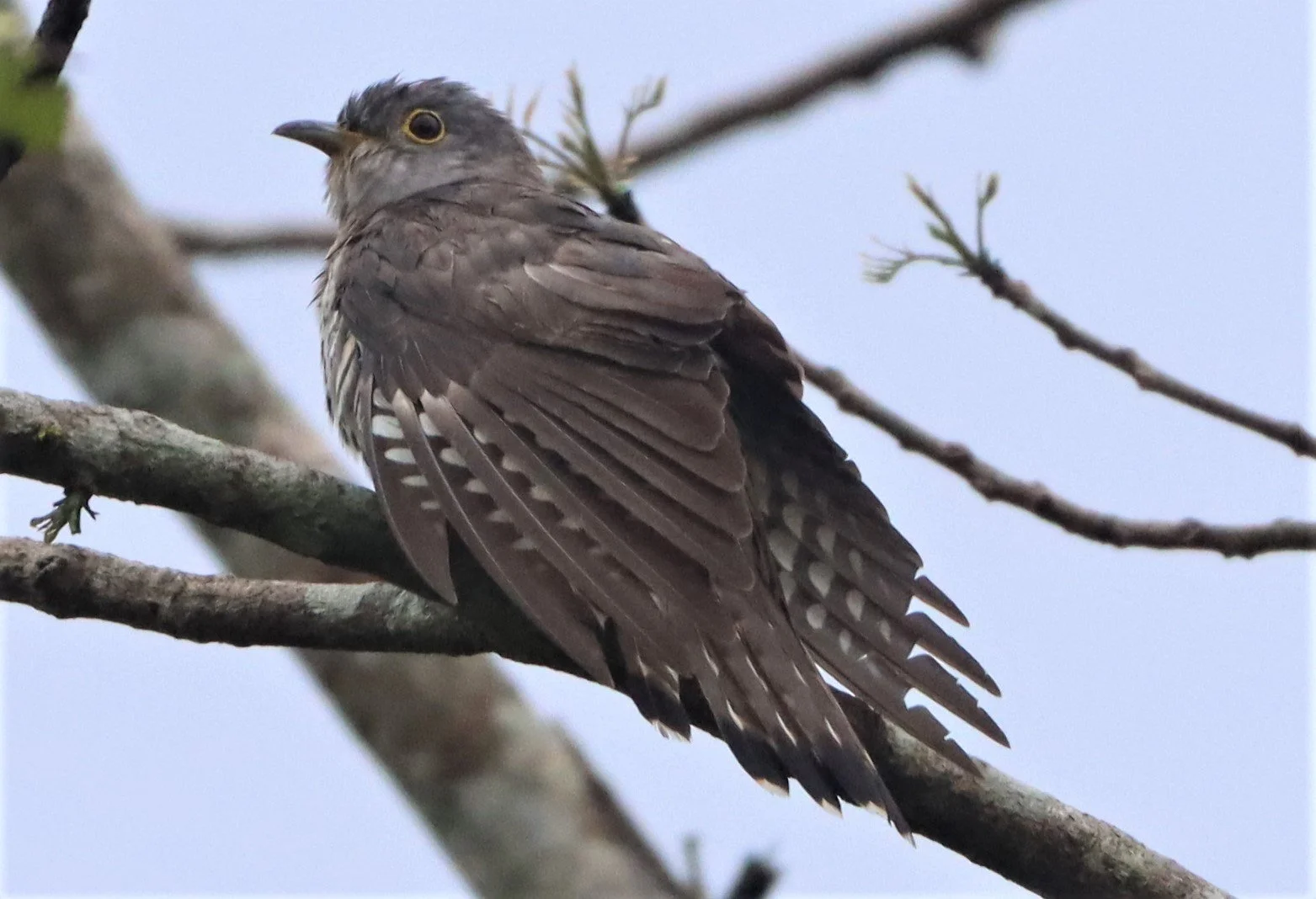 Genus Hierococcyx Hawk-cuckoo — Coke Smith Wildlife