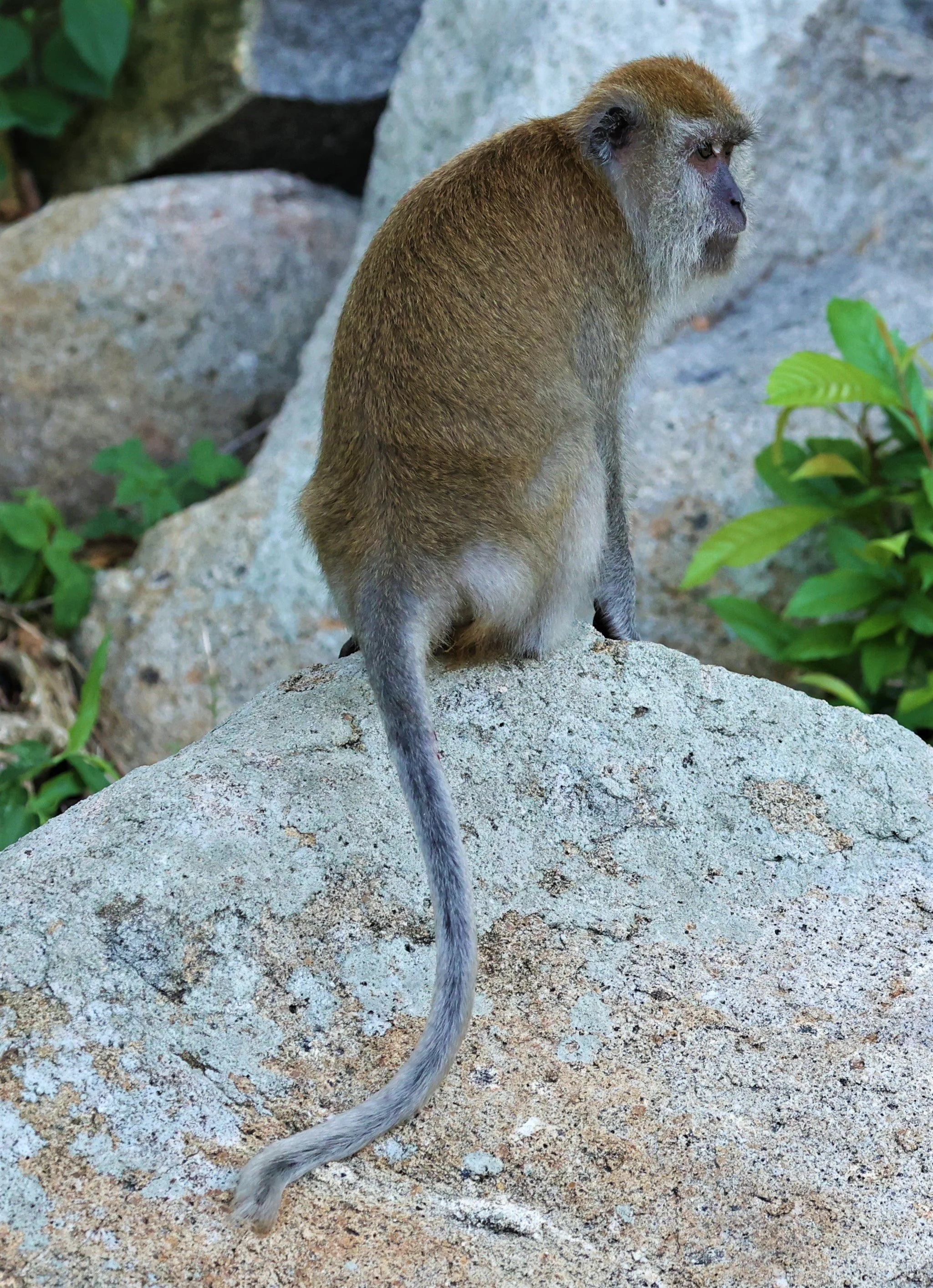 Macaca fascicularis Long-tailed Macaque — Coke Smith Wildlife