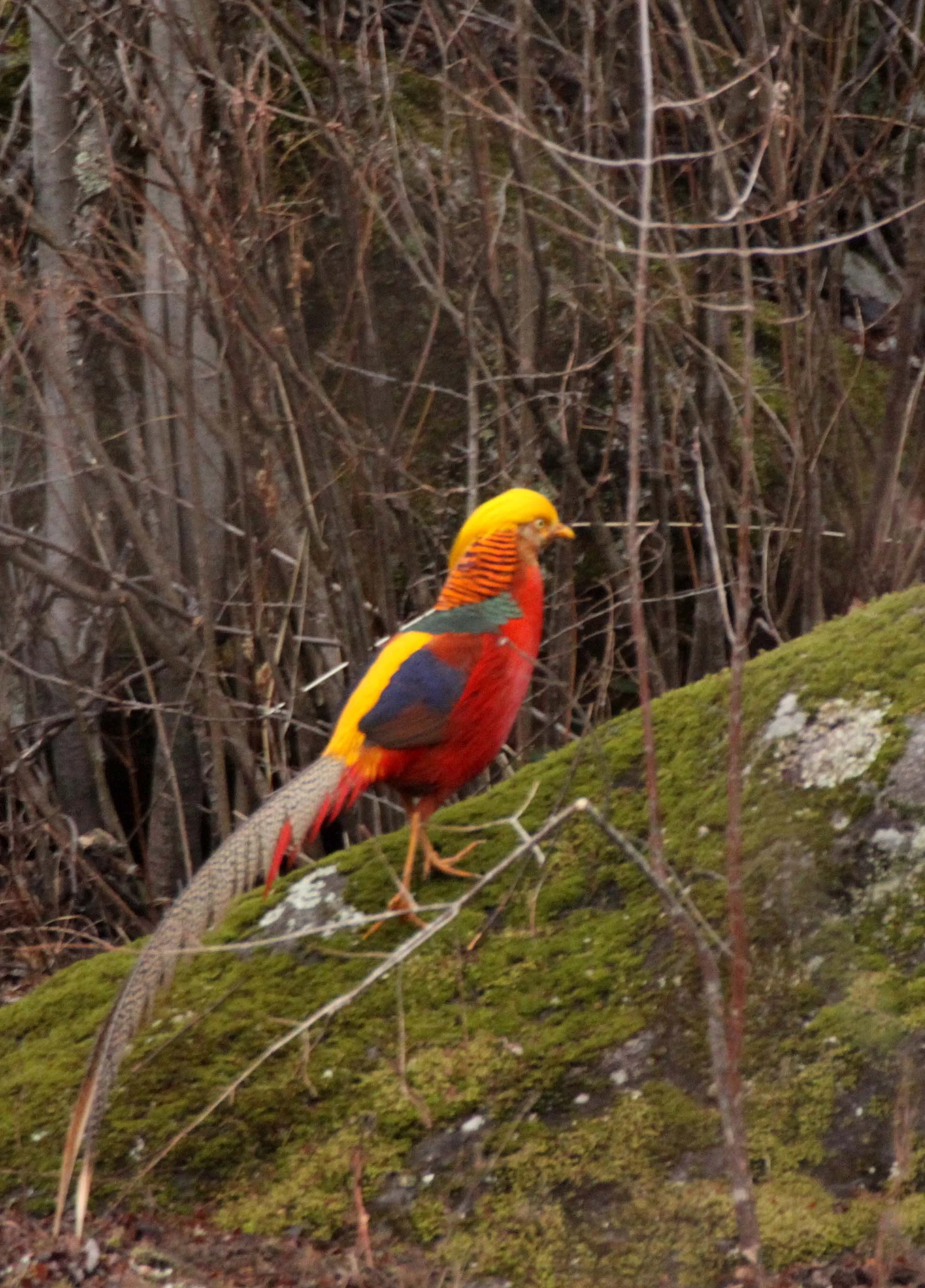 Genus Chrysolophus, Pheasants — Coke Smith Wildlife