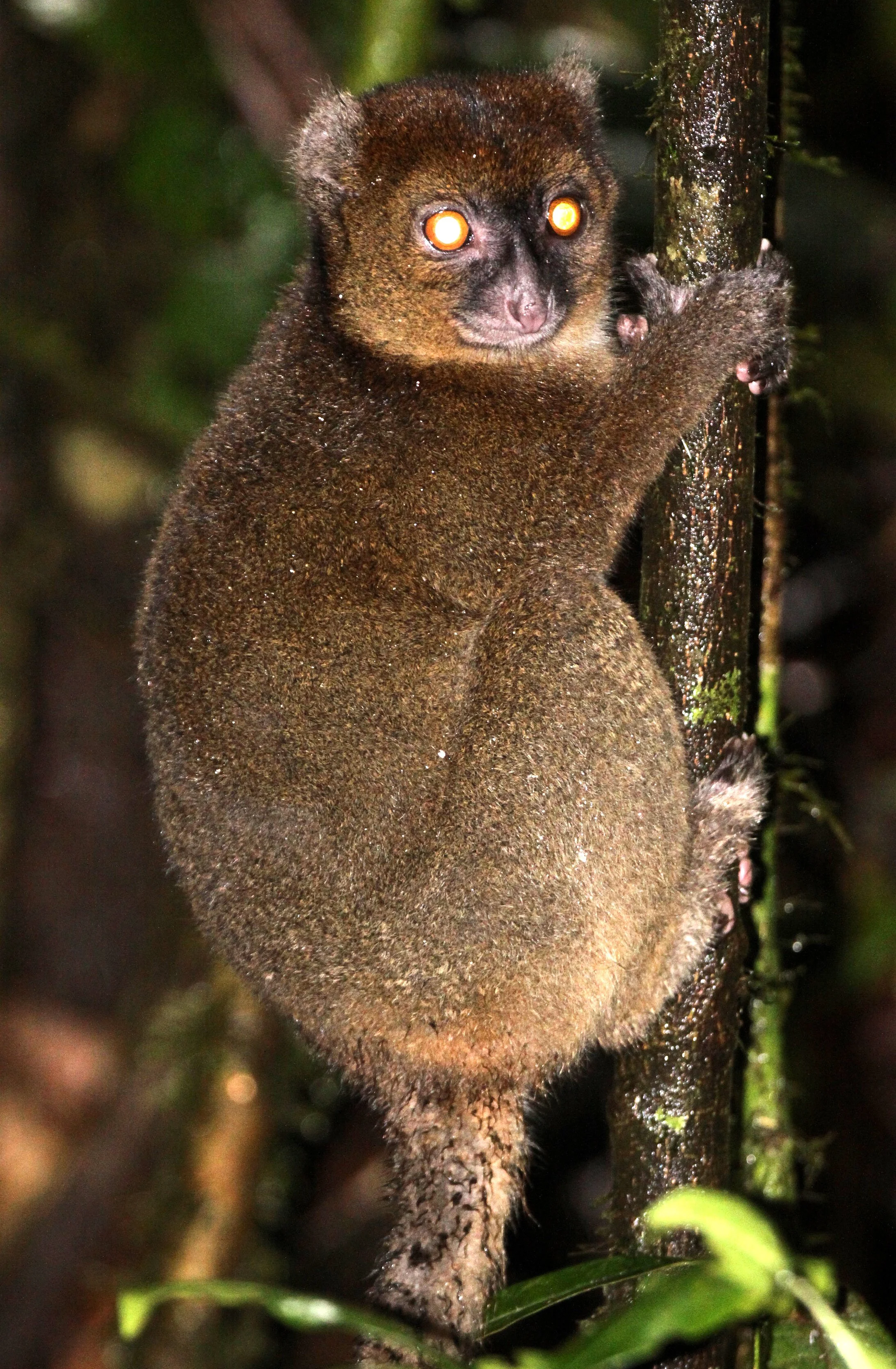 Prolemur simus Greater Bamboo Lemur — Coke Smith Wildlife