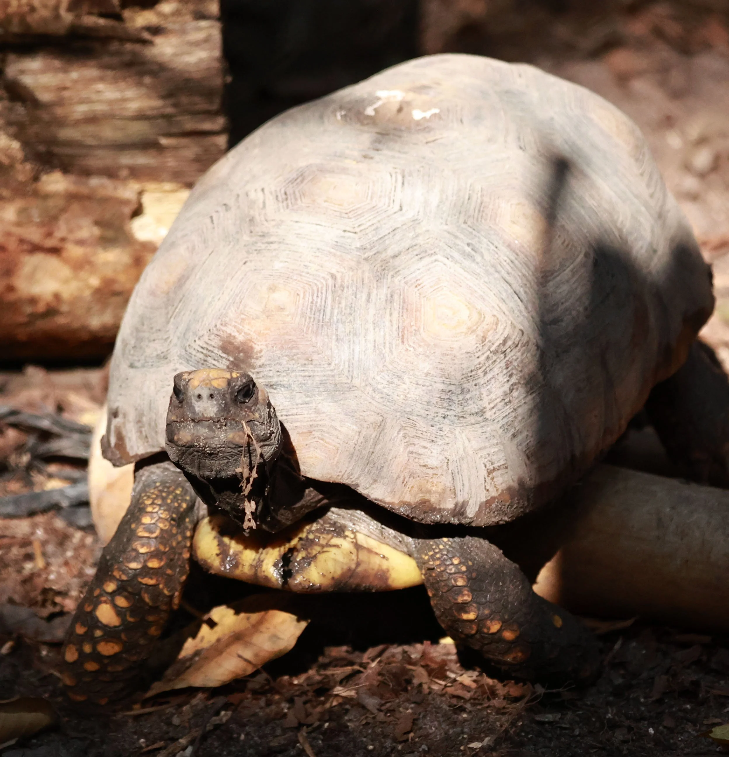 Order Testudines - Turtles & Tortoises — Coke Smith Wildlife