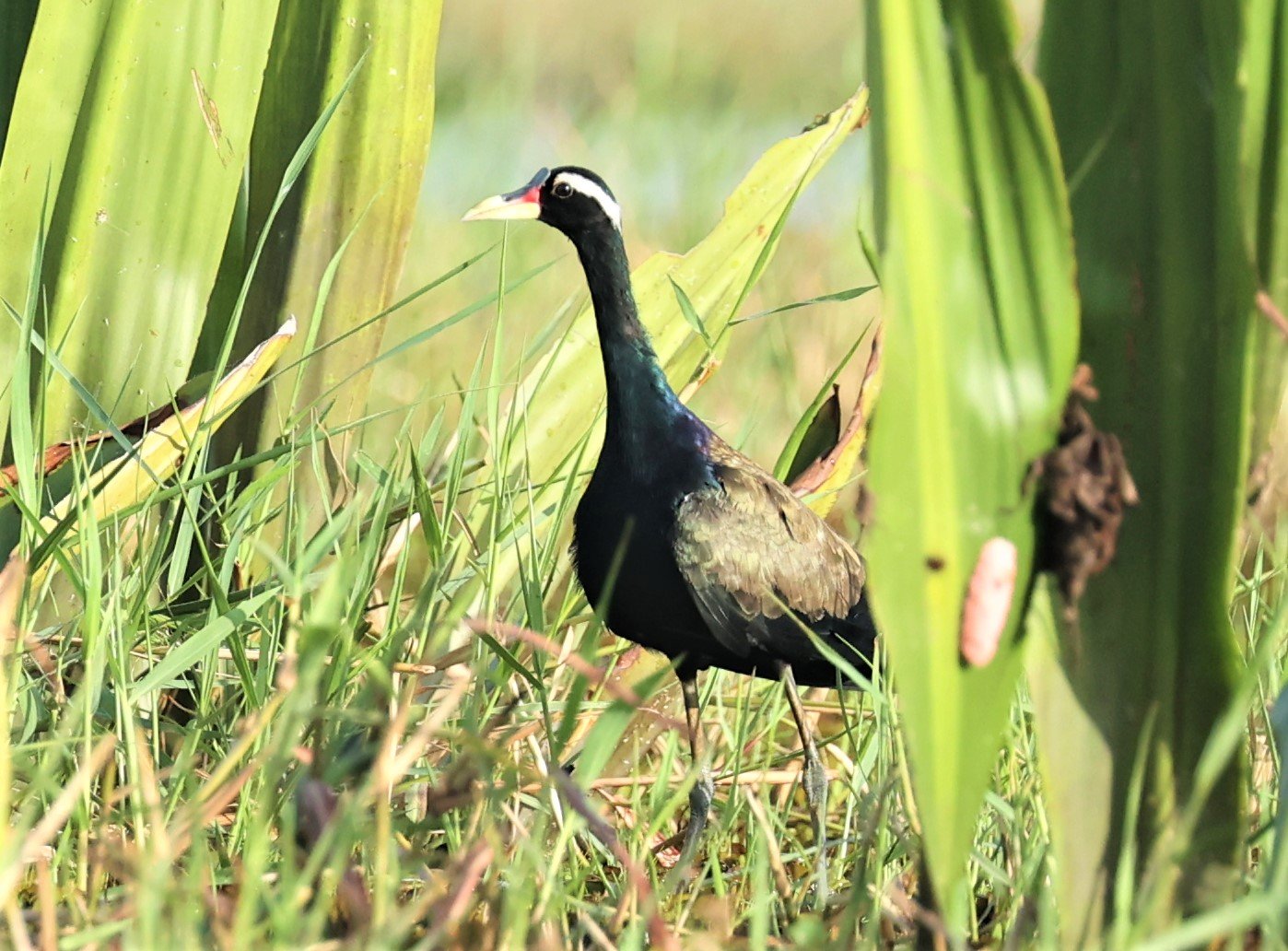 Bronze-winged Jacana (Metopidius indicus) Thailand — Coke Smith Wildlife