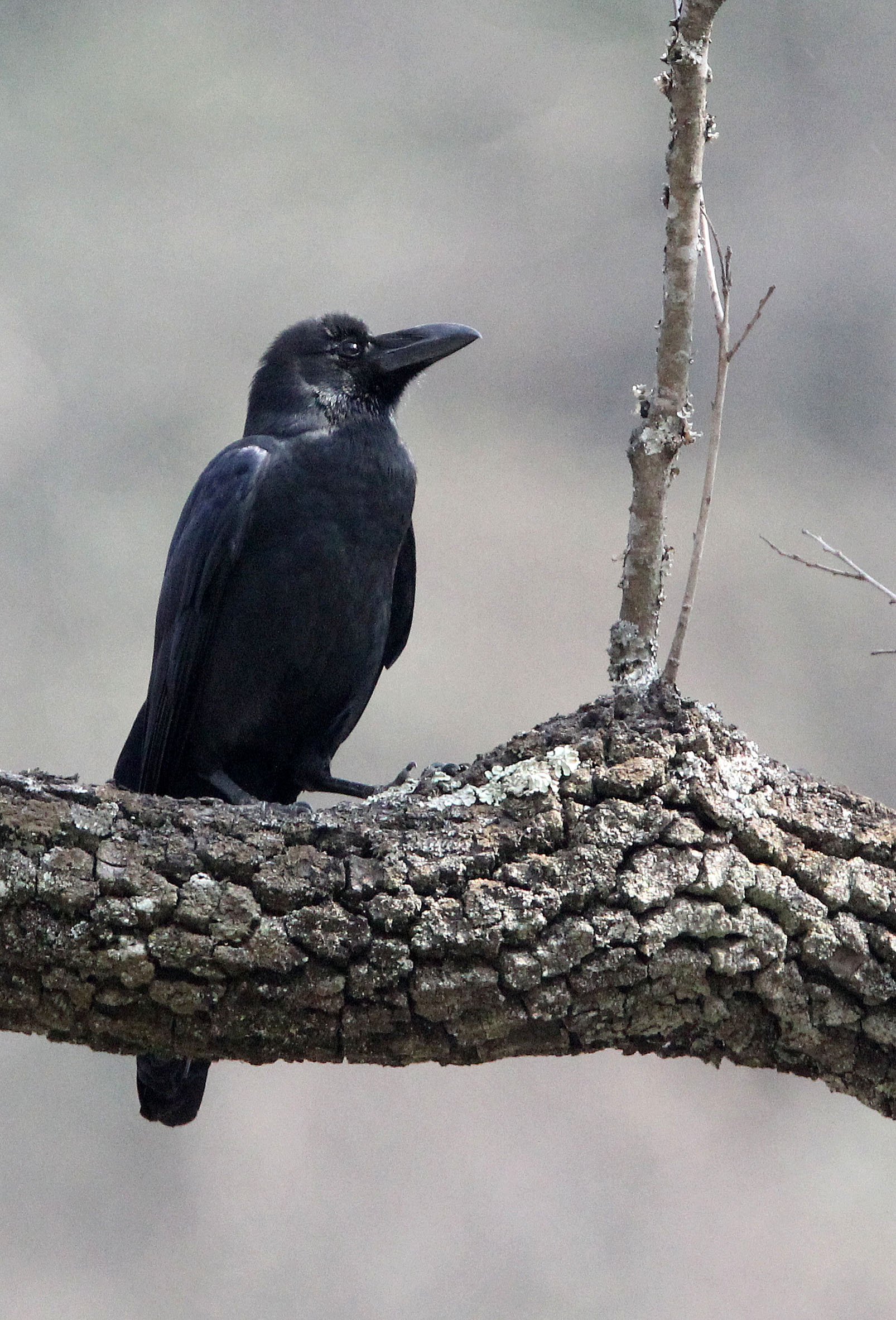 Large-billed Crow (Corvus macrorhynchos) Thailand, China, Japan — Coke ...