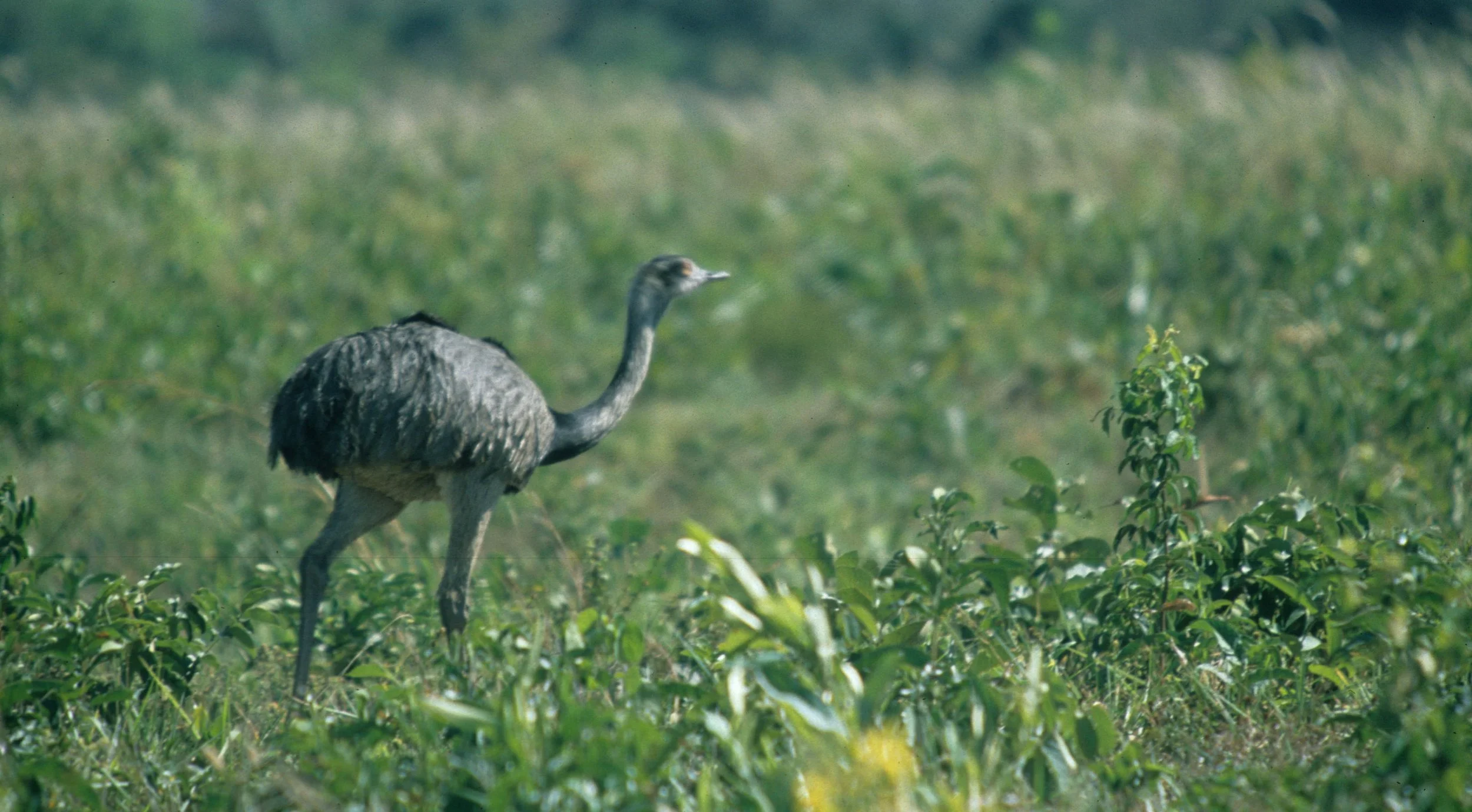 Greater Rhea (Rhea americana americana) Northern Pantanal — Coke Smith ...