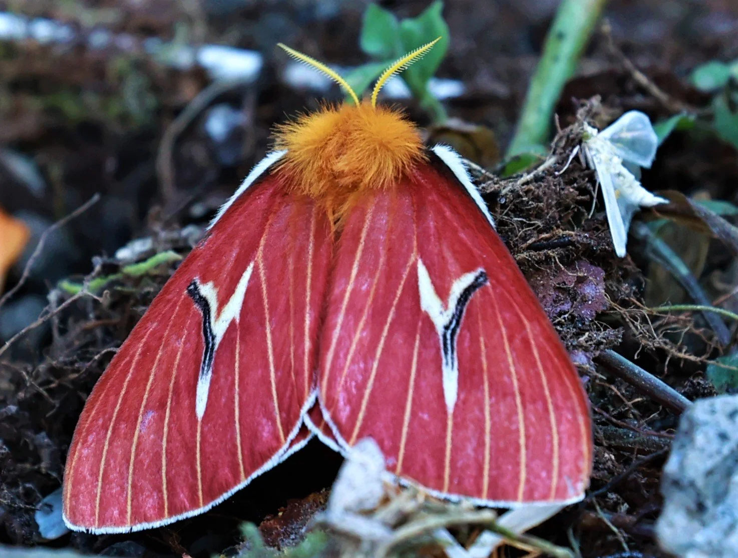 Family Saturniidae - Giant Silk Moths — Coke Smith Wildlife