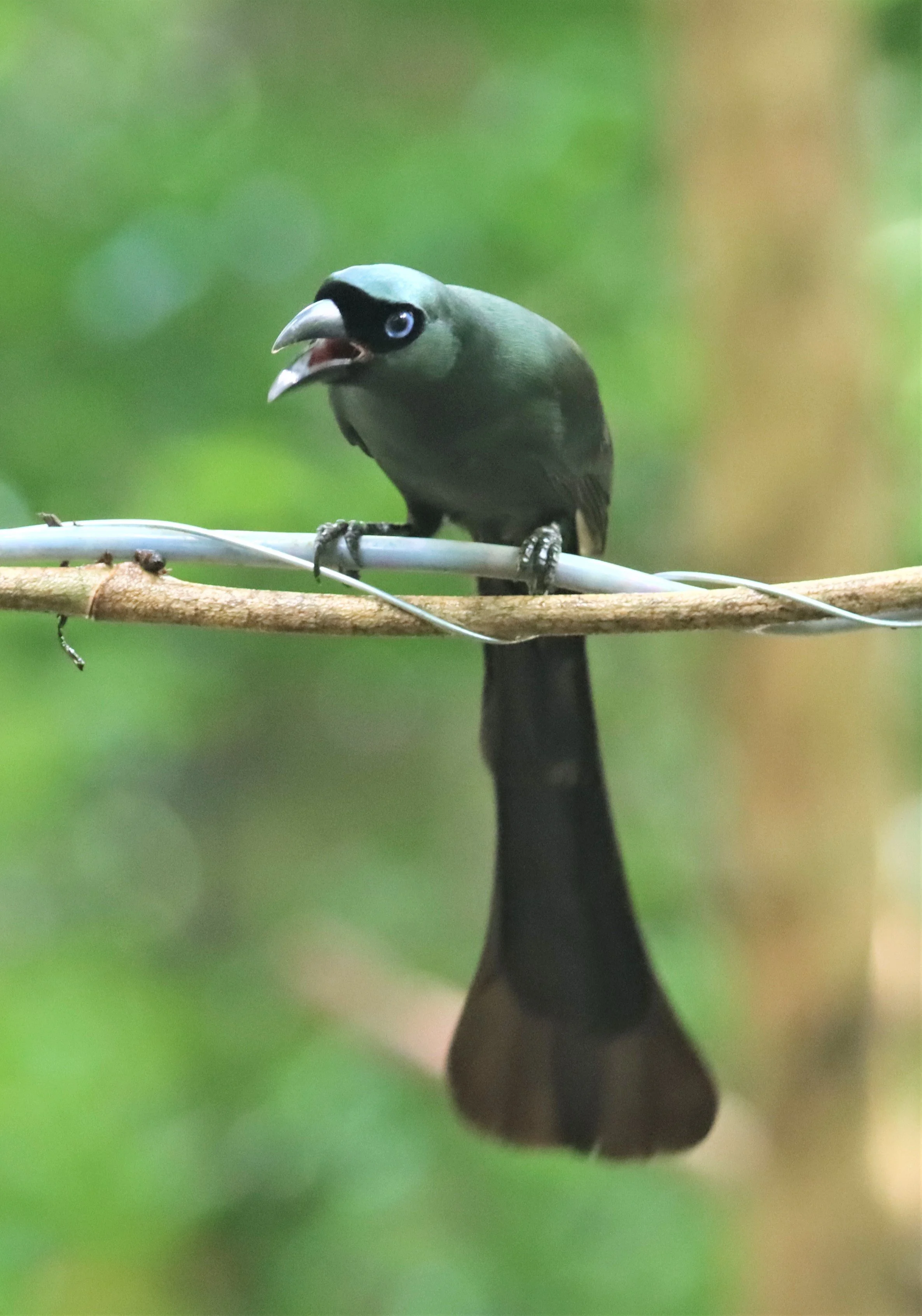 Racket-tailed Treepie (Crypsirina temia) Thailand — Coke Smith Wildlife